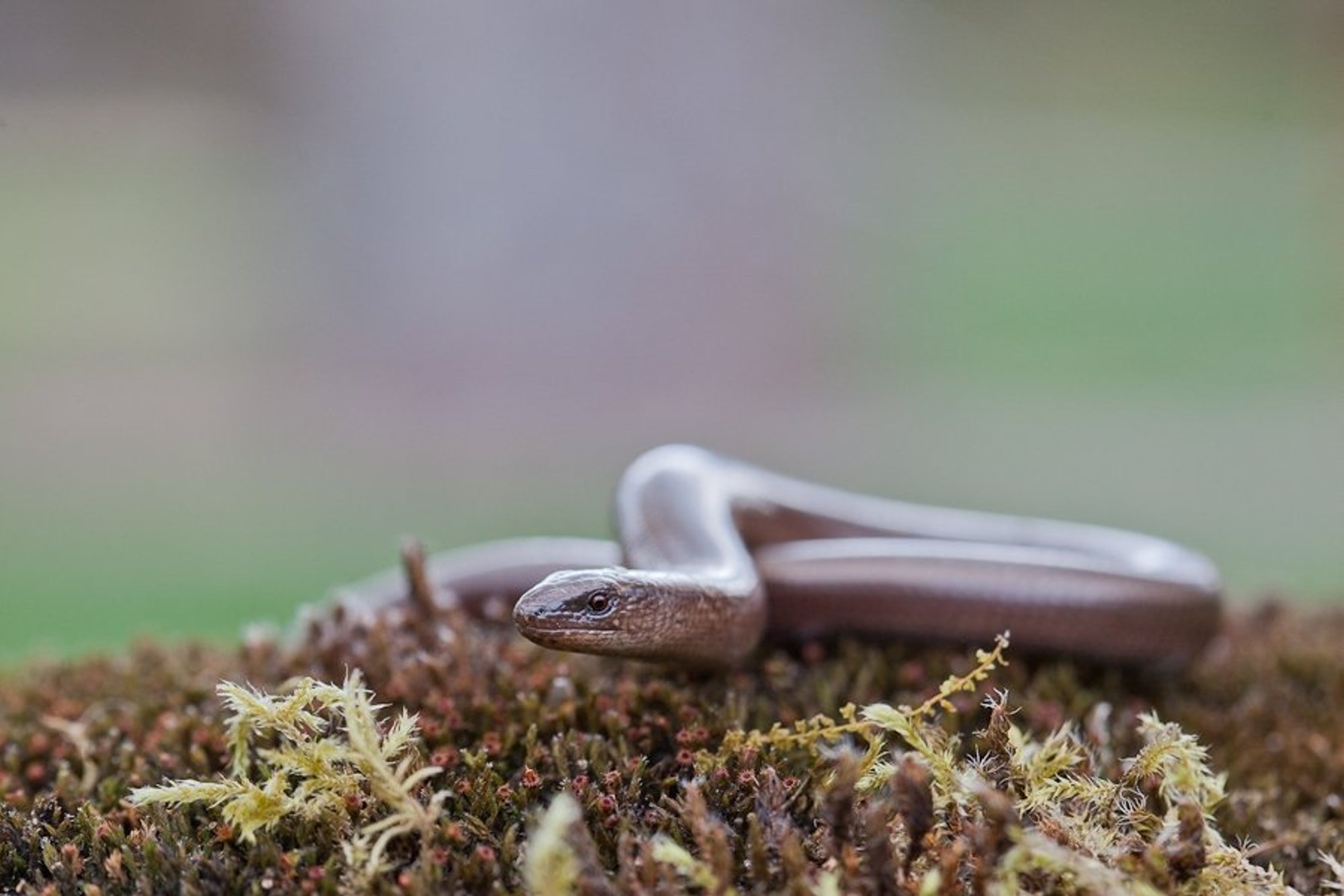 Gluodenas – gražuolis driežas, pravardžiuojamas gyvate - Delfi grynas