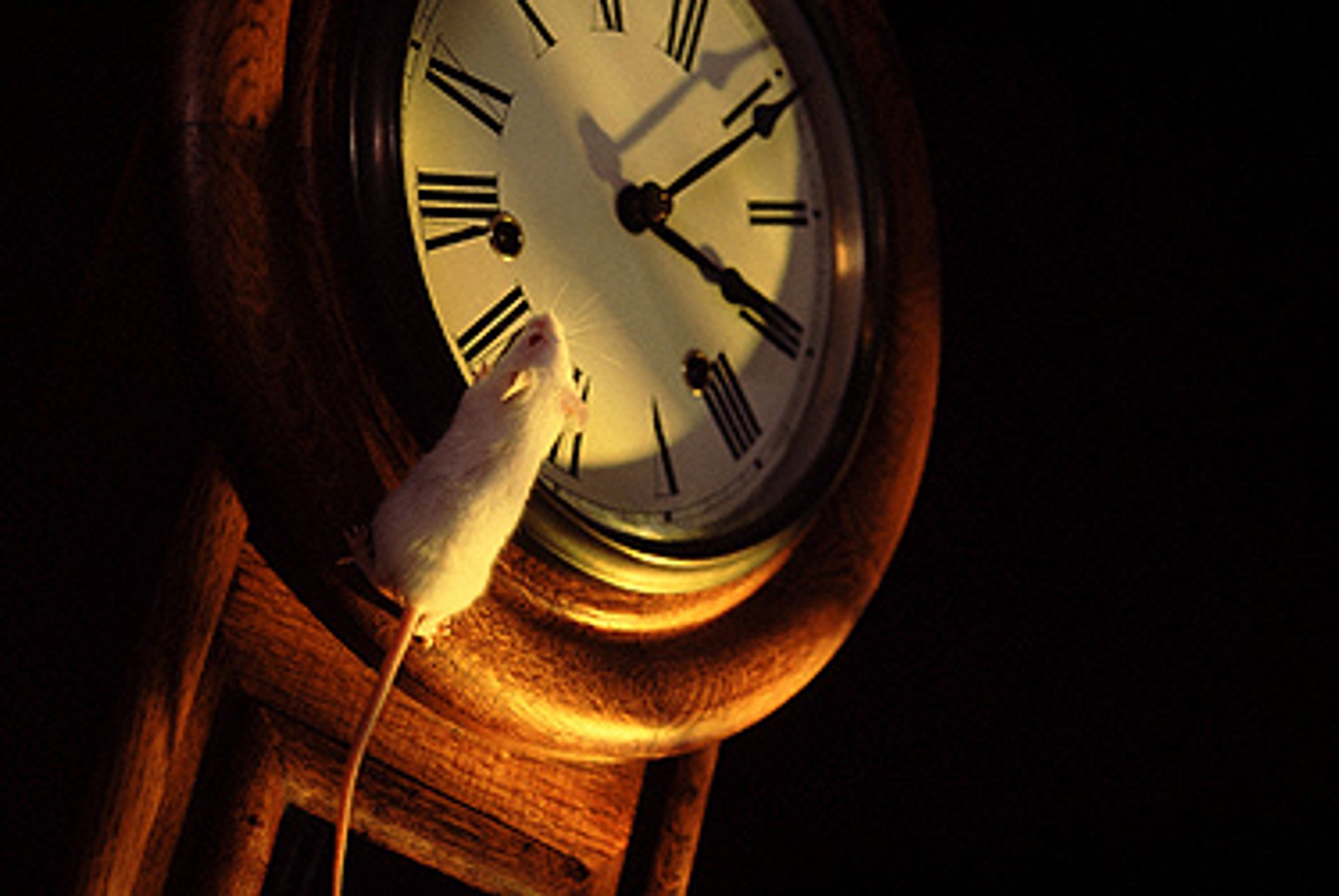 O laikrodis skaičiuoja... - Delfi gyvenimas