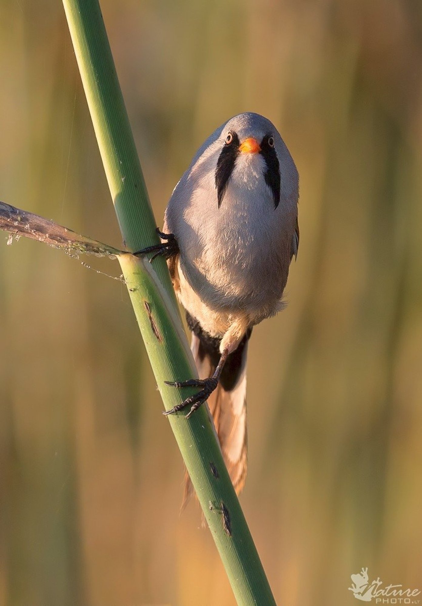Nykstantis Lietuvos pasididžiavimas: ūsuotoji zylė - Delfi grynas