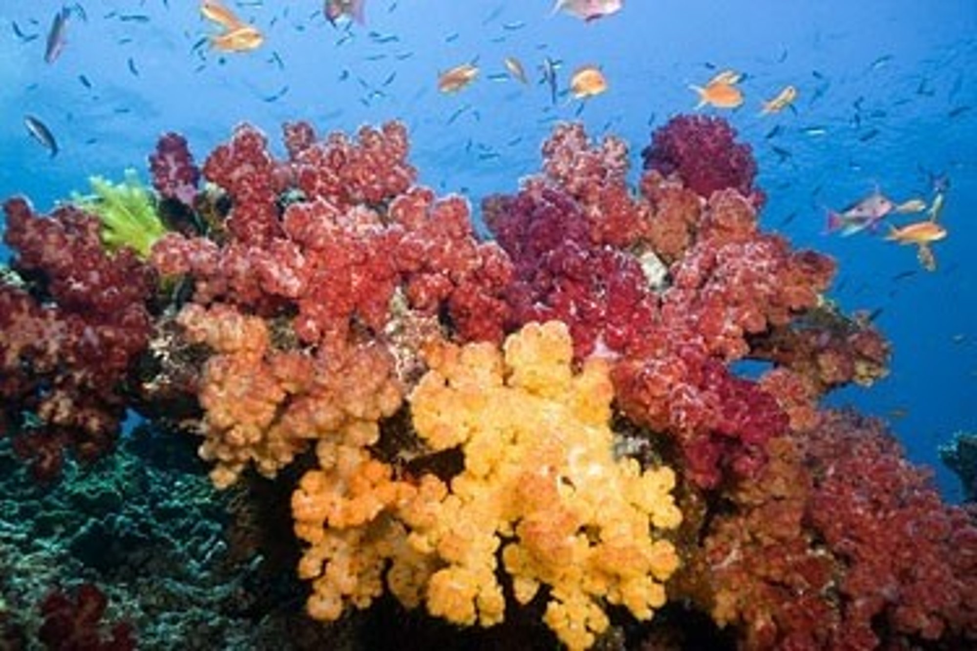 Už egzotinius suvenyrus - bauda - Delfi kelionės