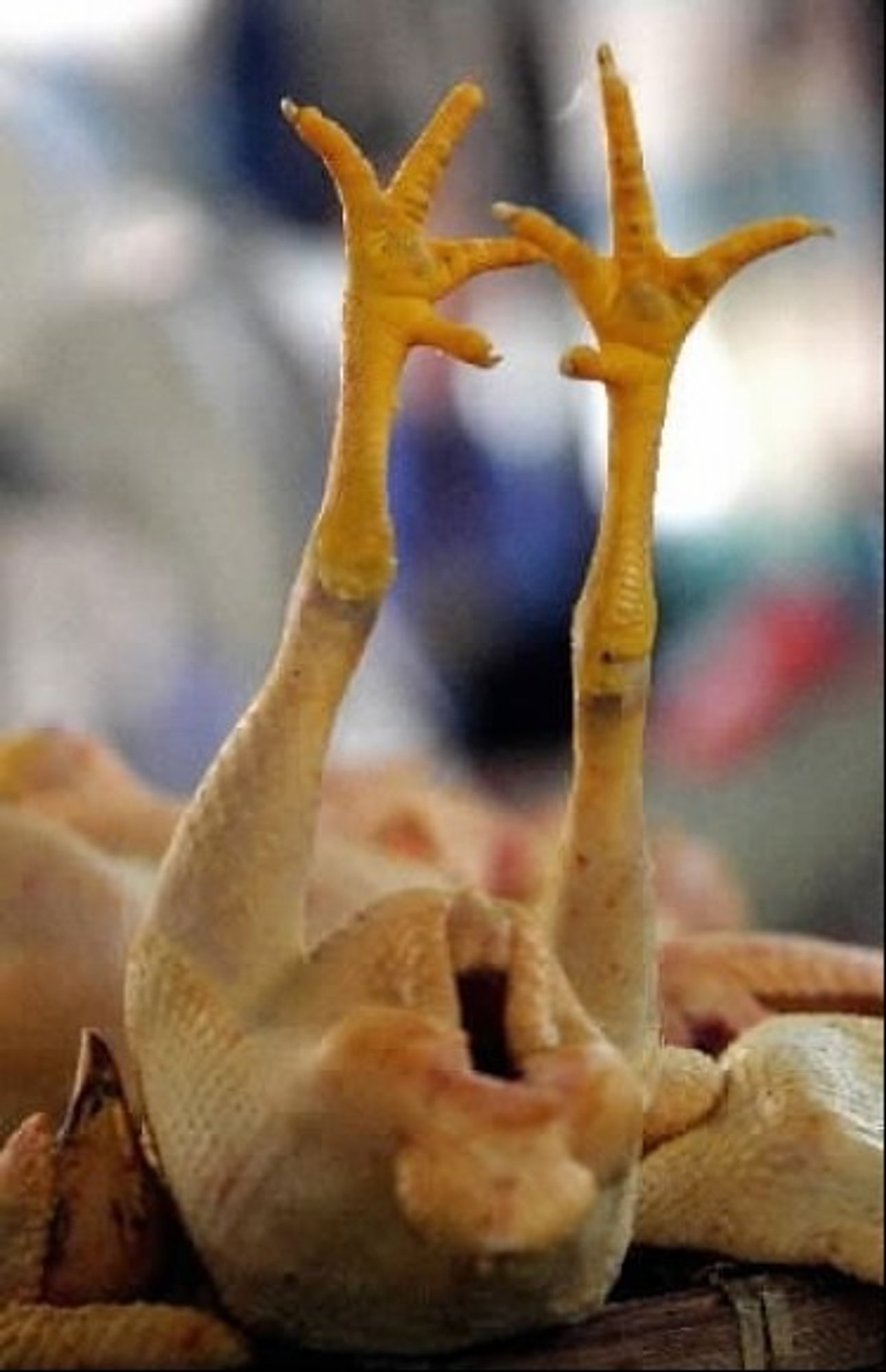 Lenkijoje – paukščių gripo virusas - Delfi sveikata