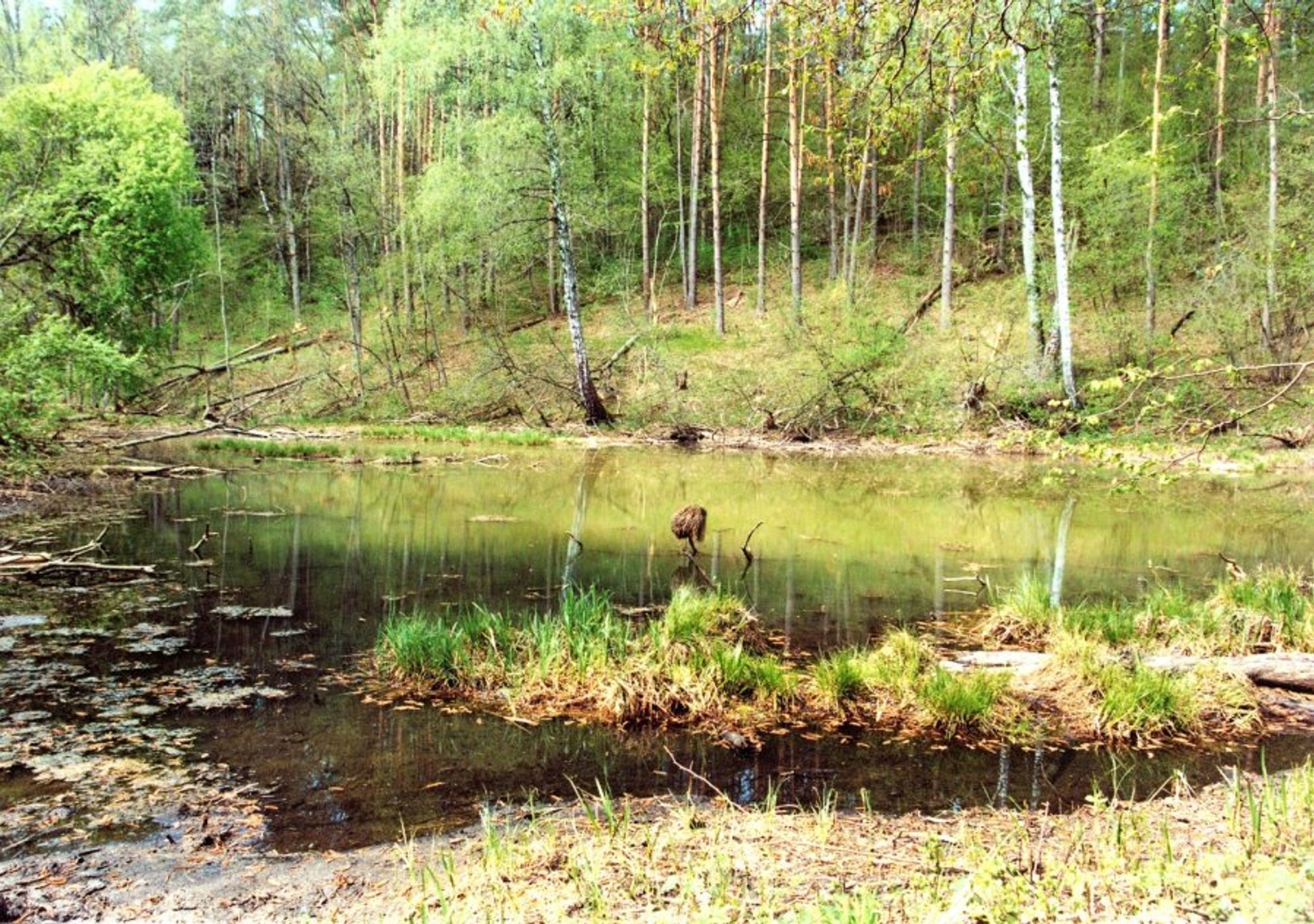 A.Baranauskas Anykščių šilelio nebeatpažintų - Delfi grynas