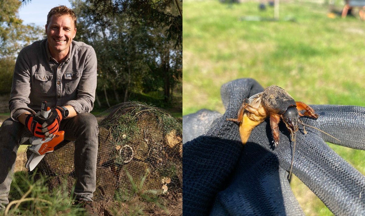 Kurklių naikinimas: štai agronomo Gursko ir sodininkų išbandyti būdai ...