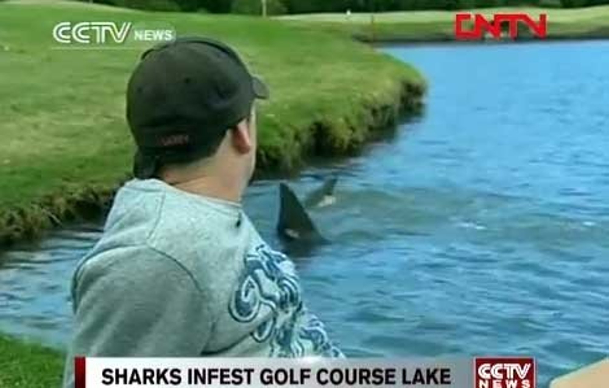 Australijos golfo aikštyne – rykliai - Delfi