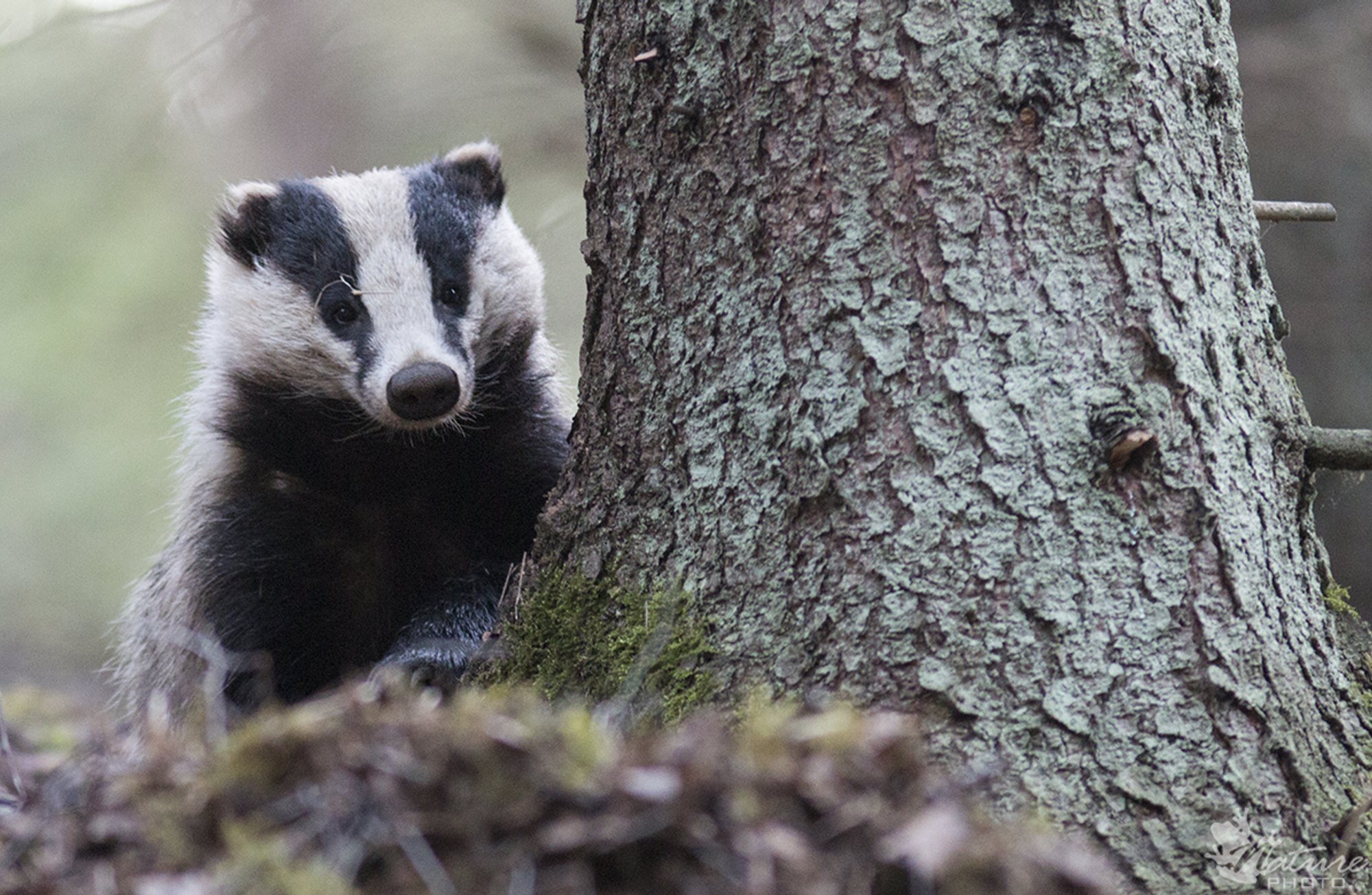 S. Paltanavičius: ką mums praneš barsukas? - Delfi gyvenimas