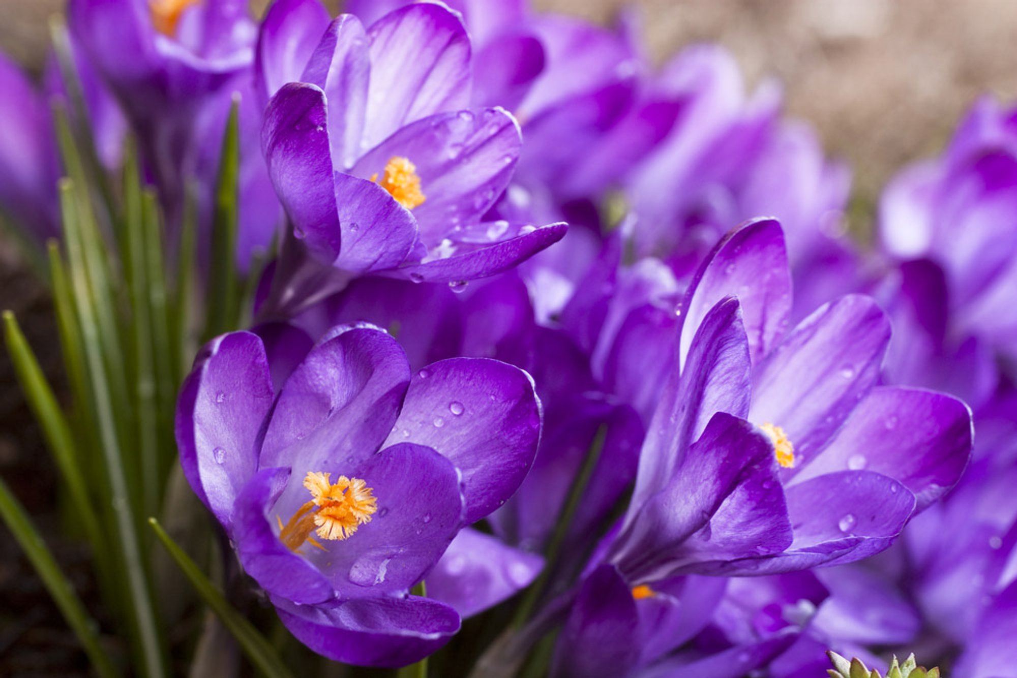 Krokai – ne tik aplinkos grožiui - Delfi gyvenimas