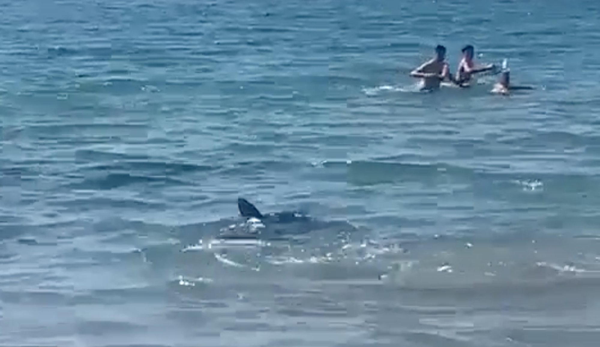 Viename užsienio kurortų prie kranto pasirodęs ryklys sukėlė isteriją ...