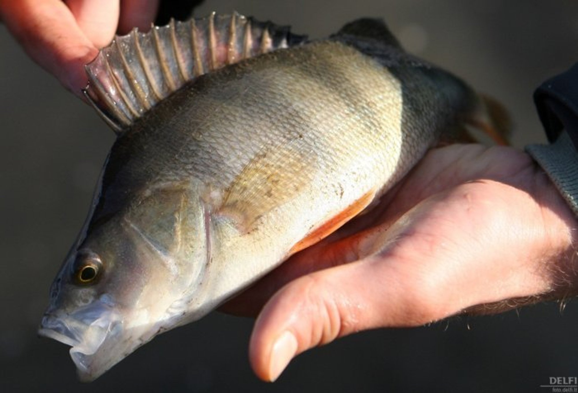 Dusios ešerius užpuolė dėlės - Delfi grynas