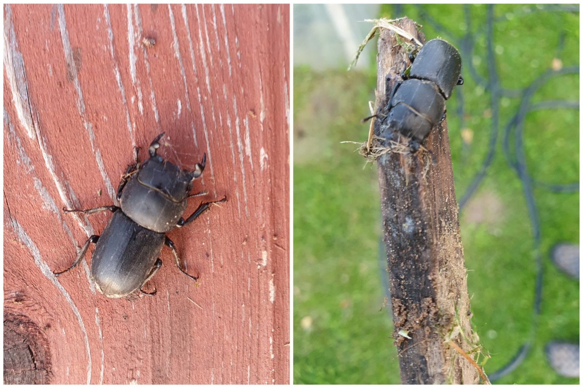 Skaitytojo klausimas: kaip vadinasi šitas didelis vabalas? - Delfi grynas