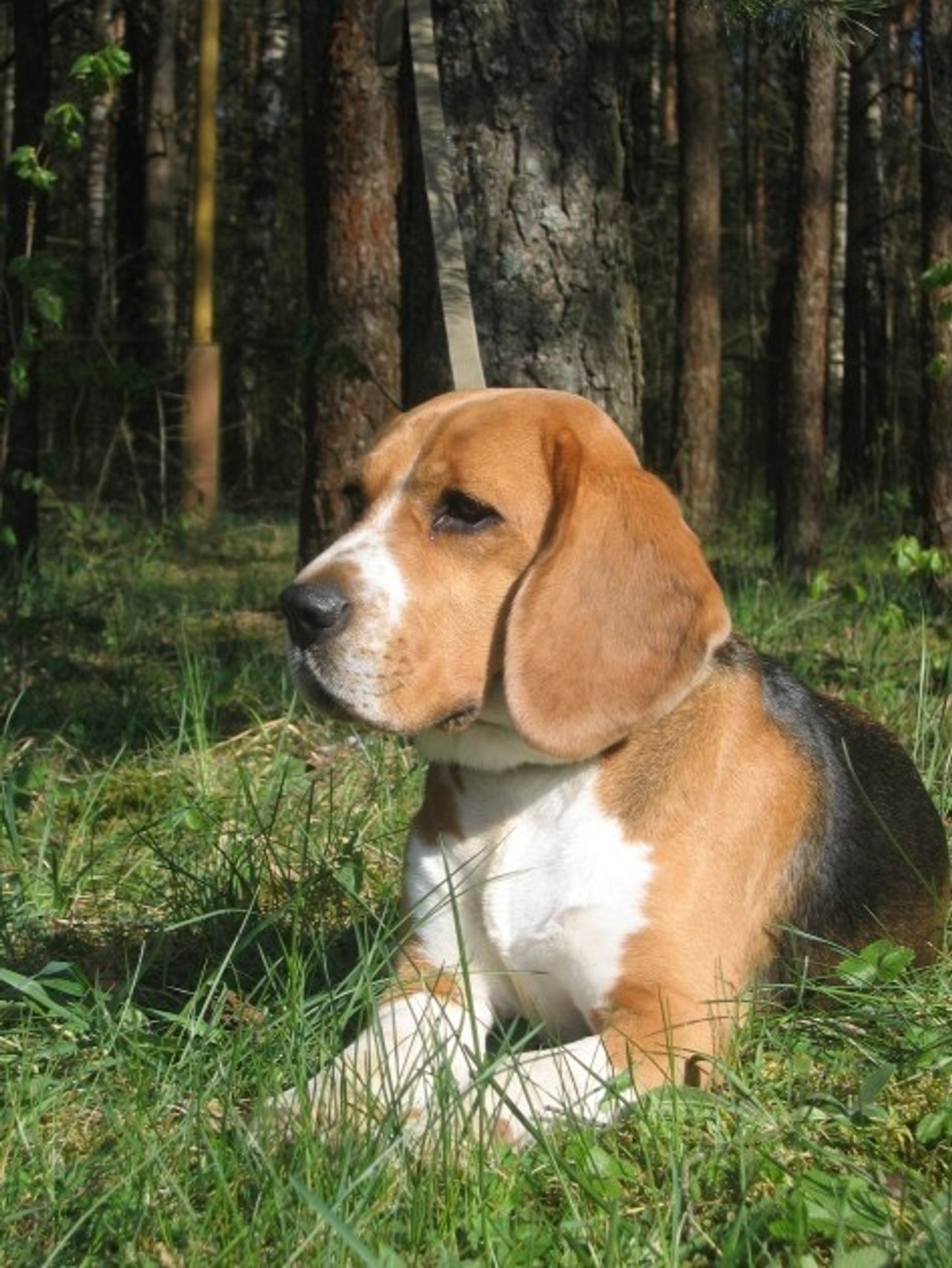 Kaune - biglių paroda - Delfi kelionės