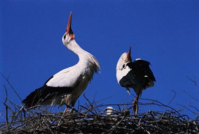 Į Lietuvą grįžo gandrai: 10 stebinančių faktų, kurie šį paukštį privers ...