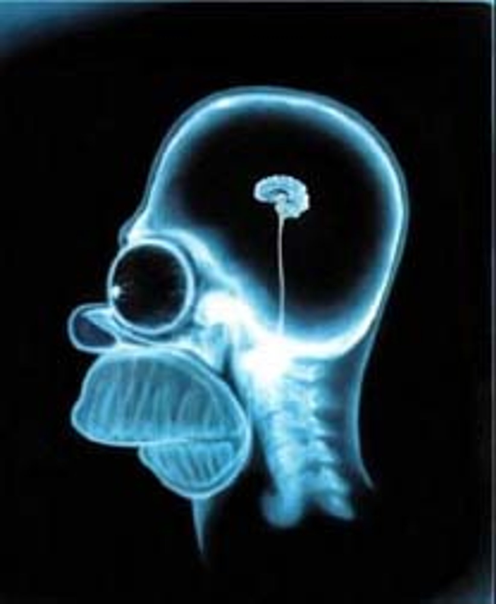 Kam žmogui reikalingos didelės smegenys? - Delfi mokslas