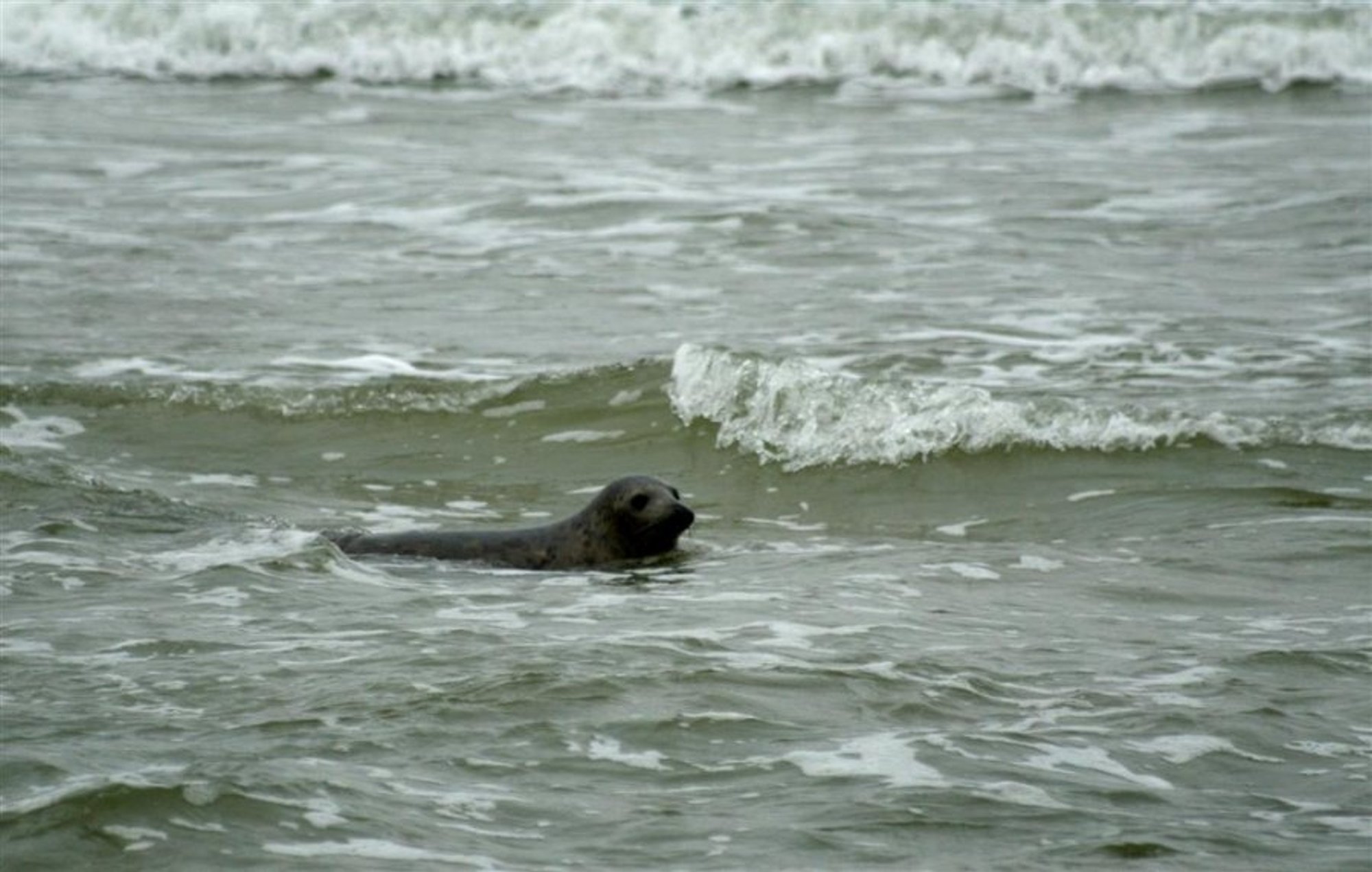 Pavasarį pirmą kartą bus skaičiuojami Lietuvos ruoniai ir jų daroma ...