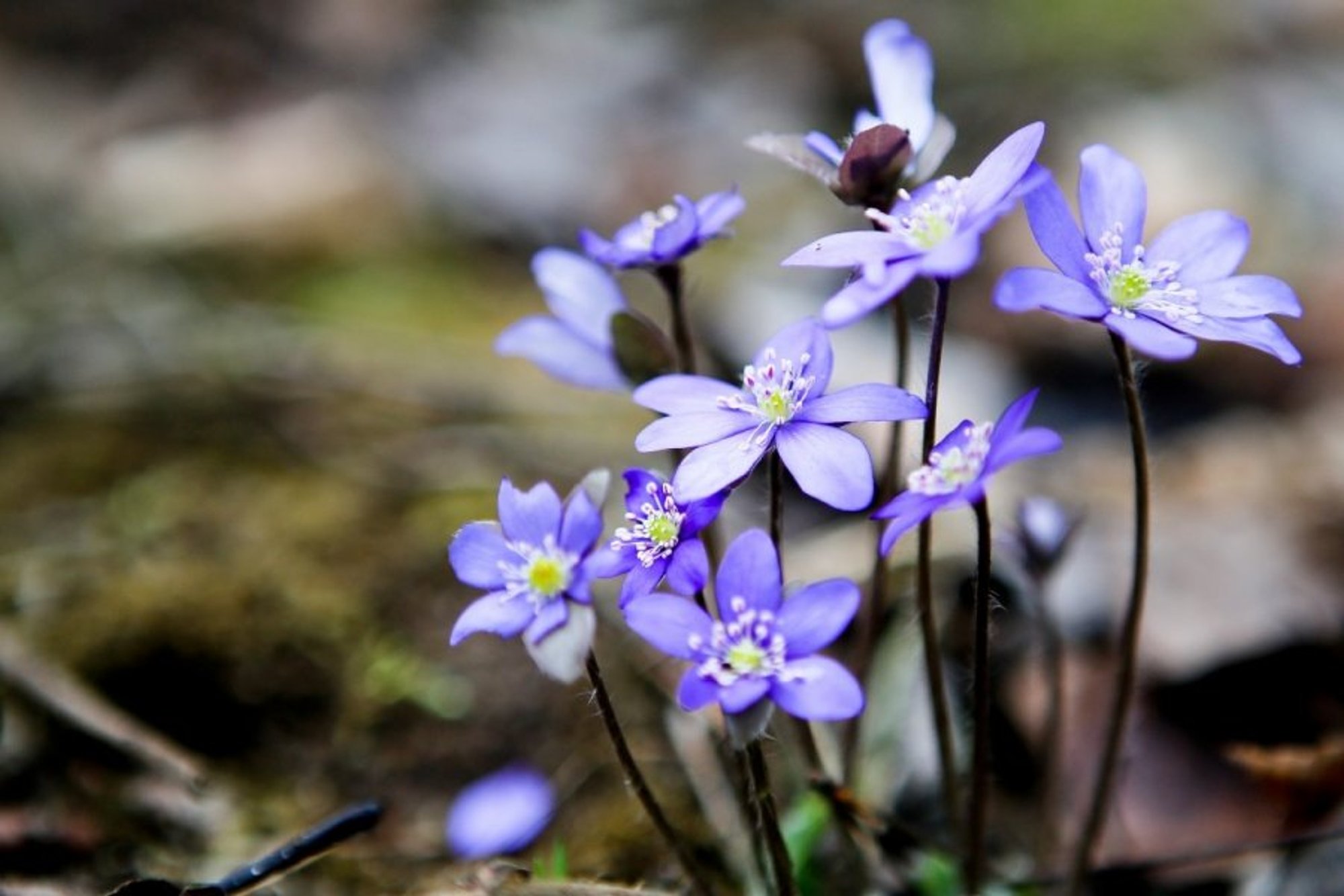 Gamta elgiasi neįprastai: kokį pavasarį ji žada? - Delfi grynas