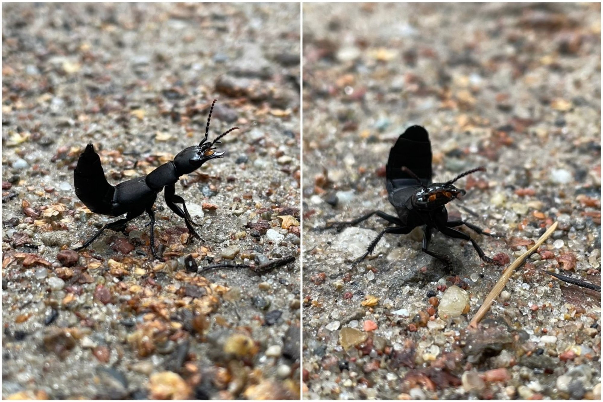 Skaitytojo klausimas: radome labai įdomų vabalą, kaip jis vadinasi ...