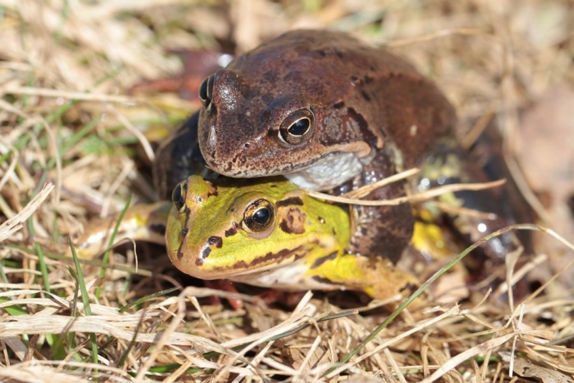 Gamtoje - varliagyvių tuoktuvių metas - Delfi grynas