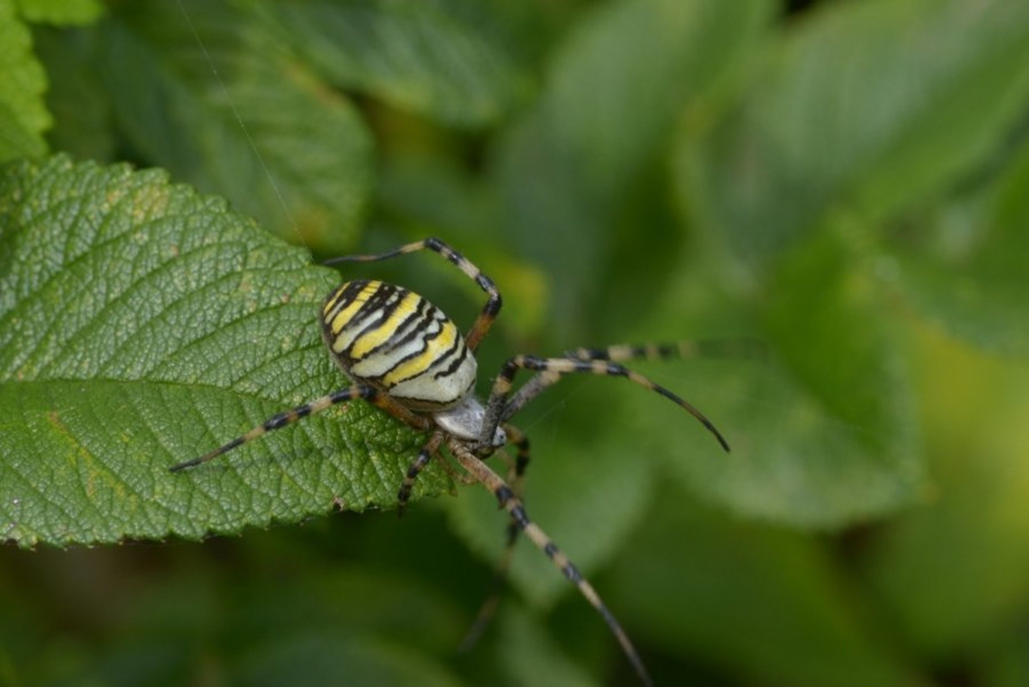 Lietuviški vorai, kurių vertėtų pasisaugoti - Delfi grynas