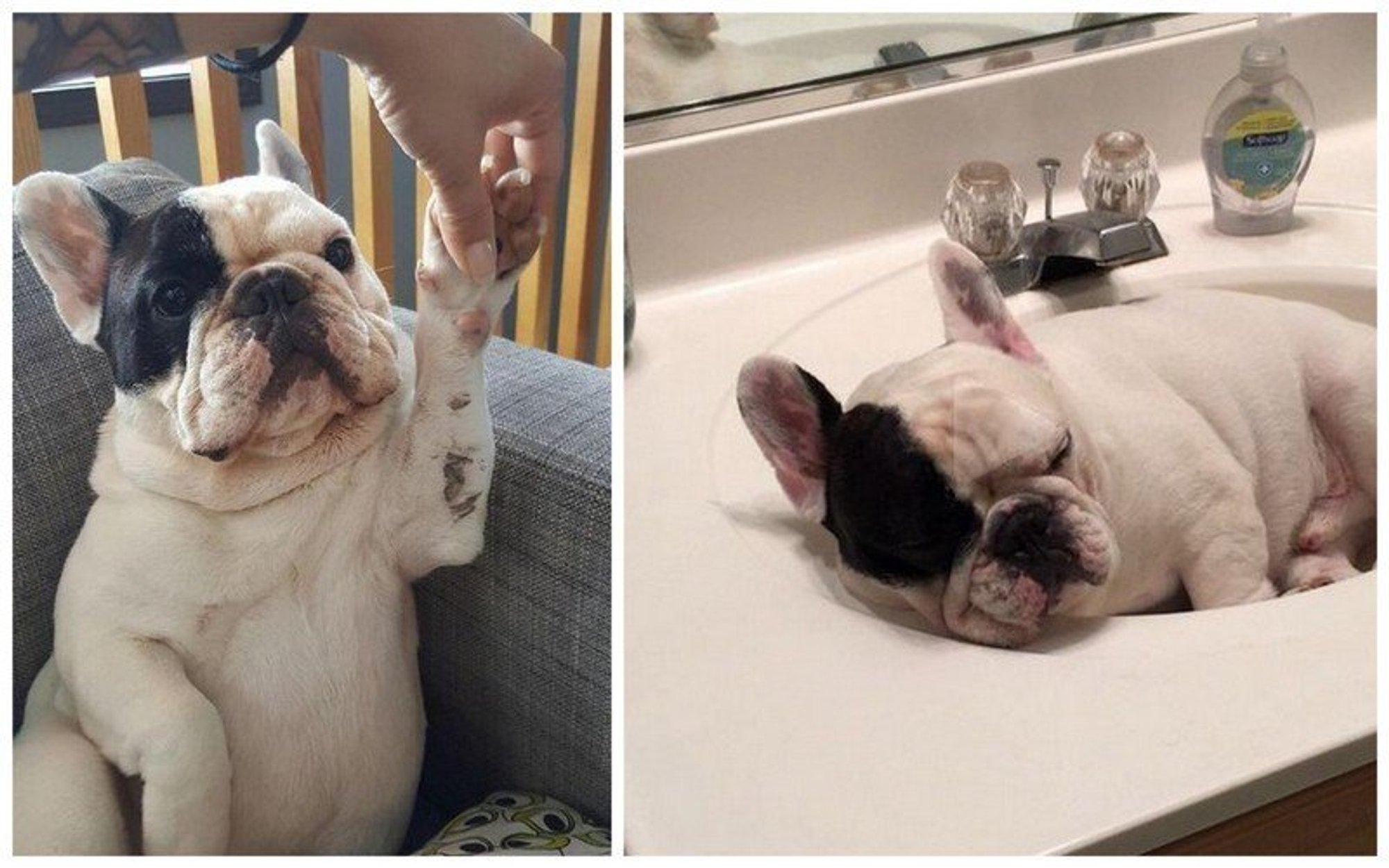 Miegoti einantis prancūzų buldogas užkariaus jūsų širdį - Letena.lt