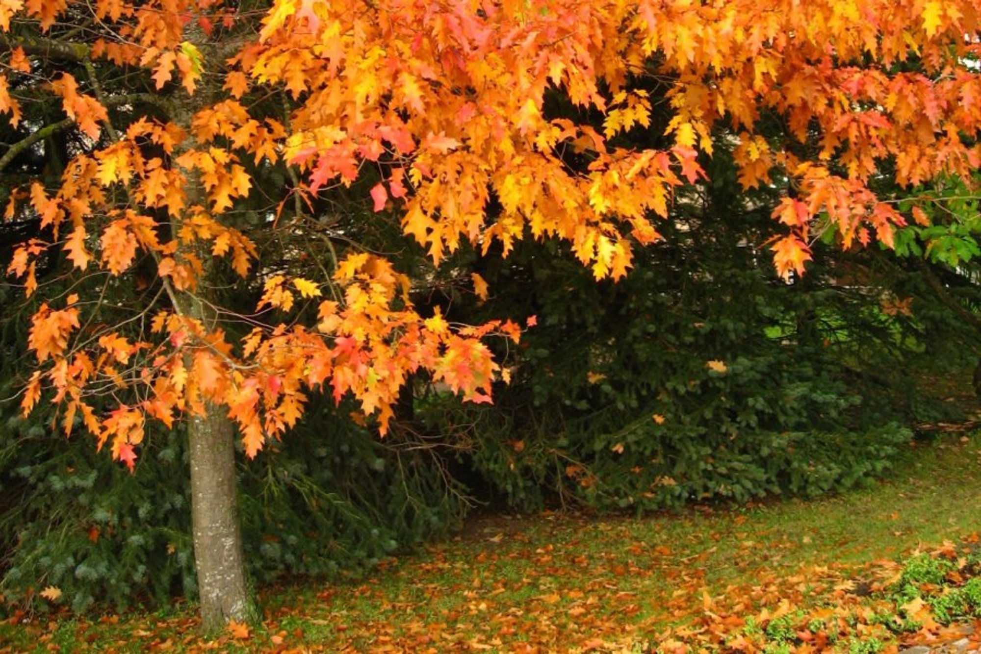 Raudonieji ąžuolai užkariaus Lietuvos miškus? - Delfi grynas