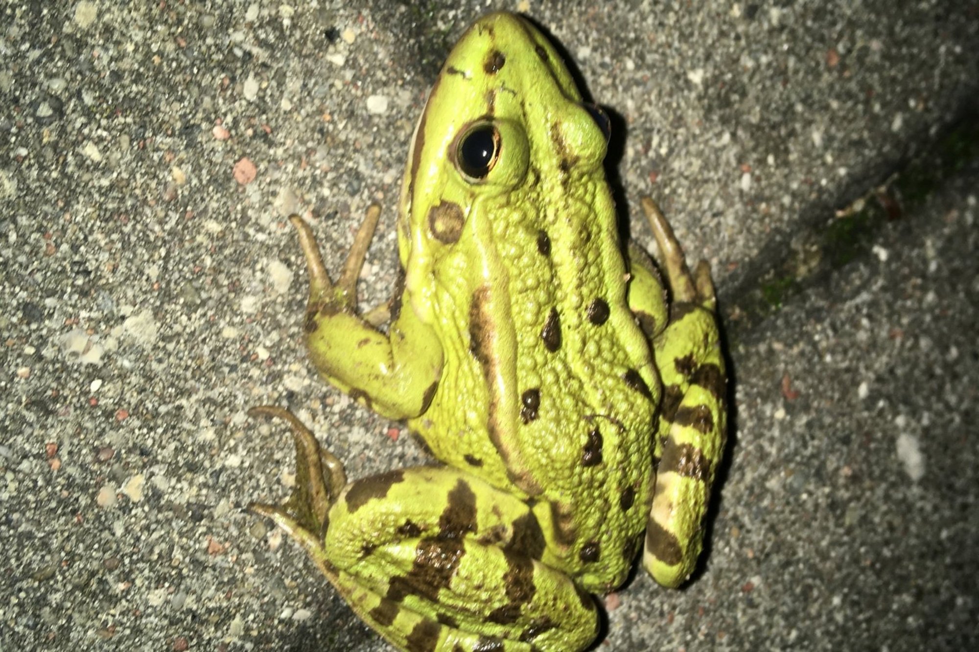 Skaitytojo klausimas: kaip vadinasi ši varlė? - Delfi grynas