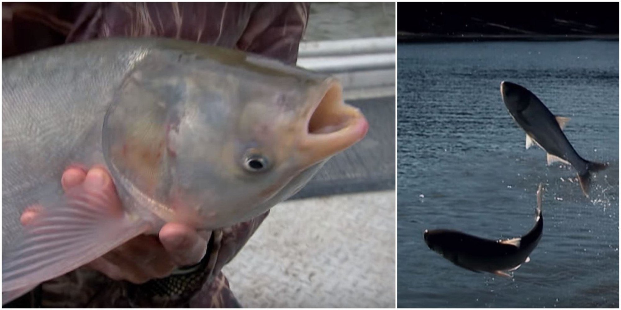 Ar Kuršių mariose plaukios baltieji plačiakakčiai? ekspertai idėjos ...