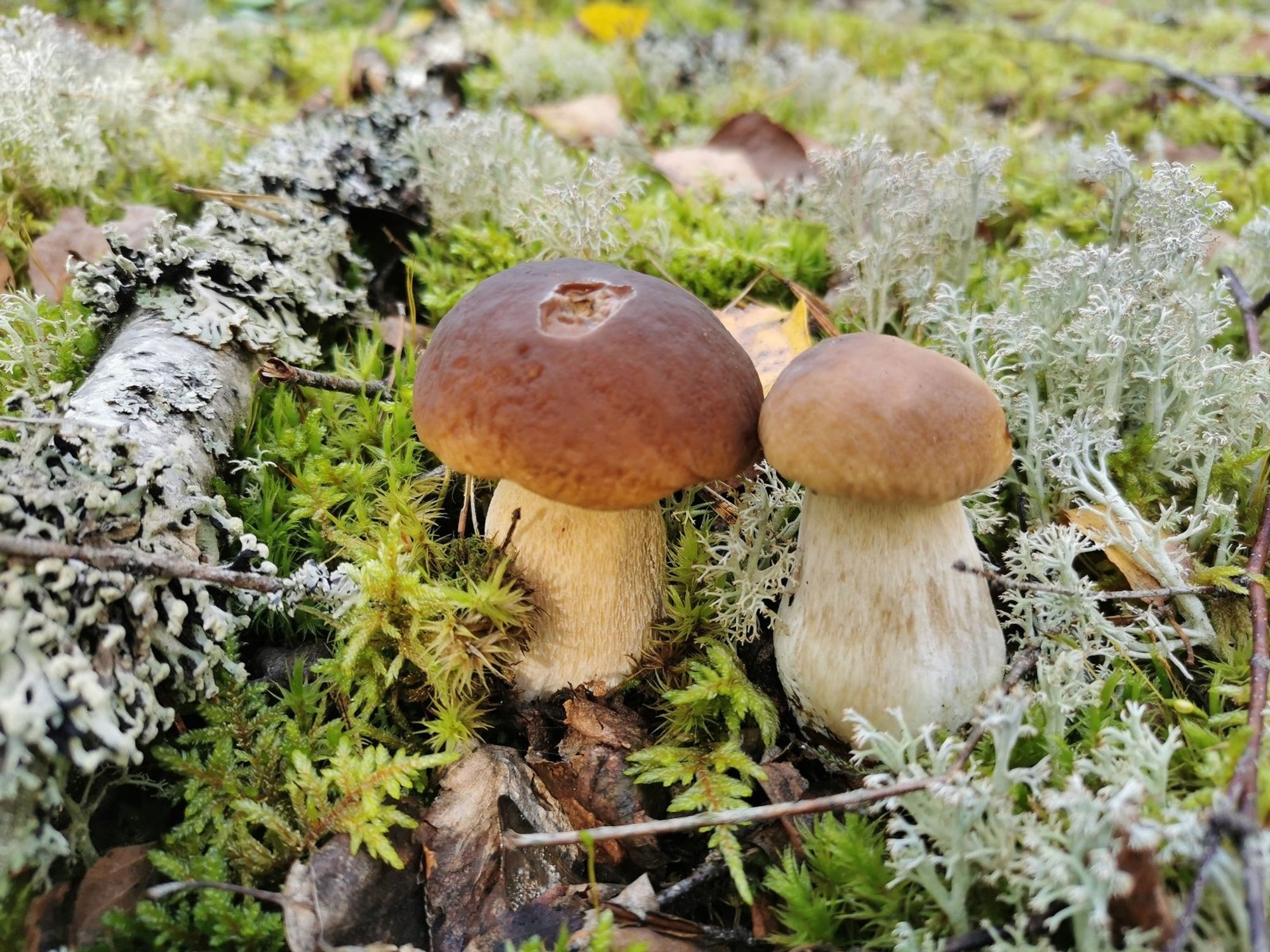 Nuosavi baravykai ir raudonviršiai: kaip sode pasisodinti grybų ir kada ...