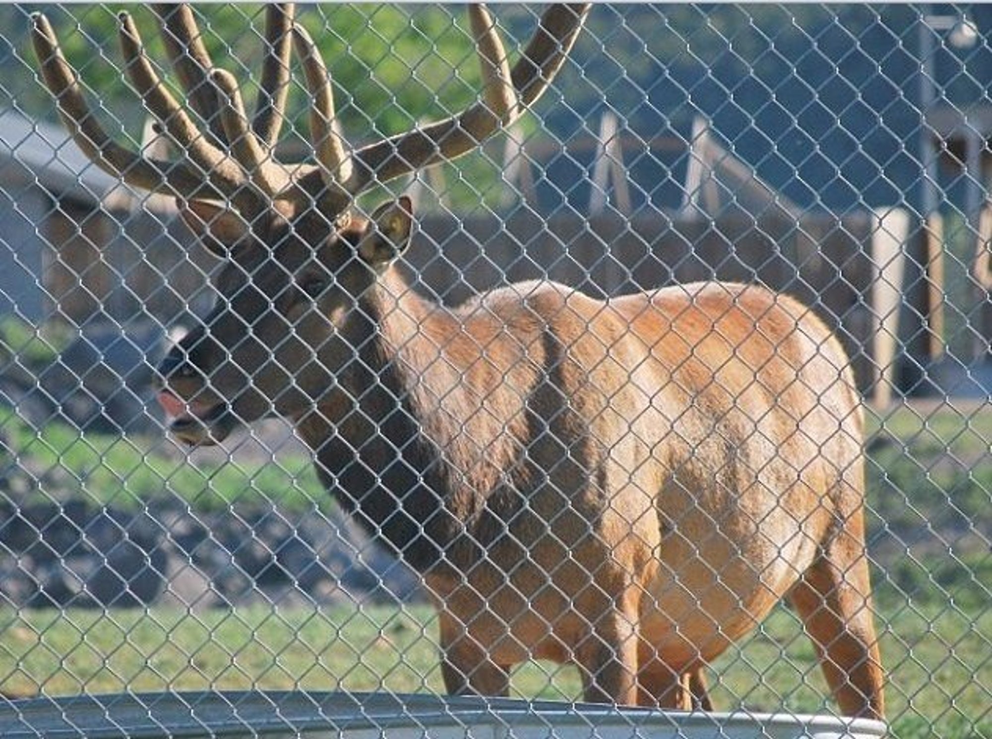 Elnias išgriebė iš vandens švilpiką - Delfi grynas