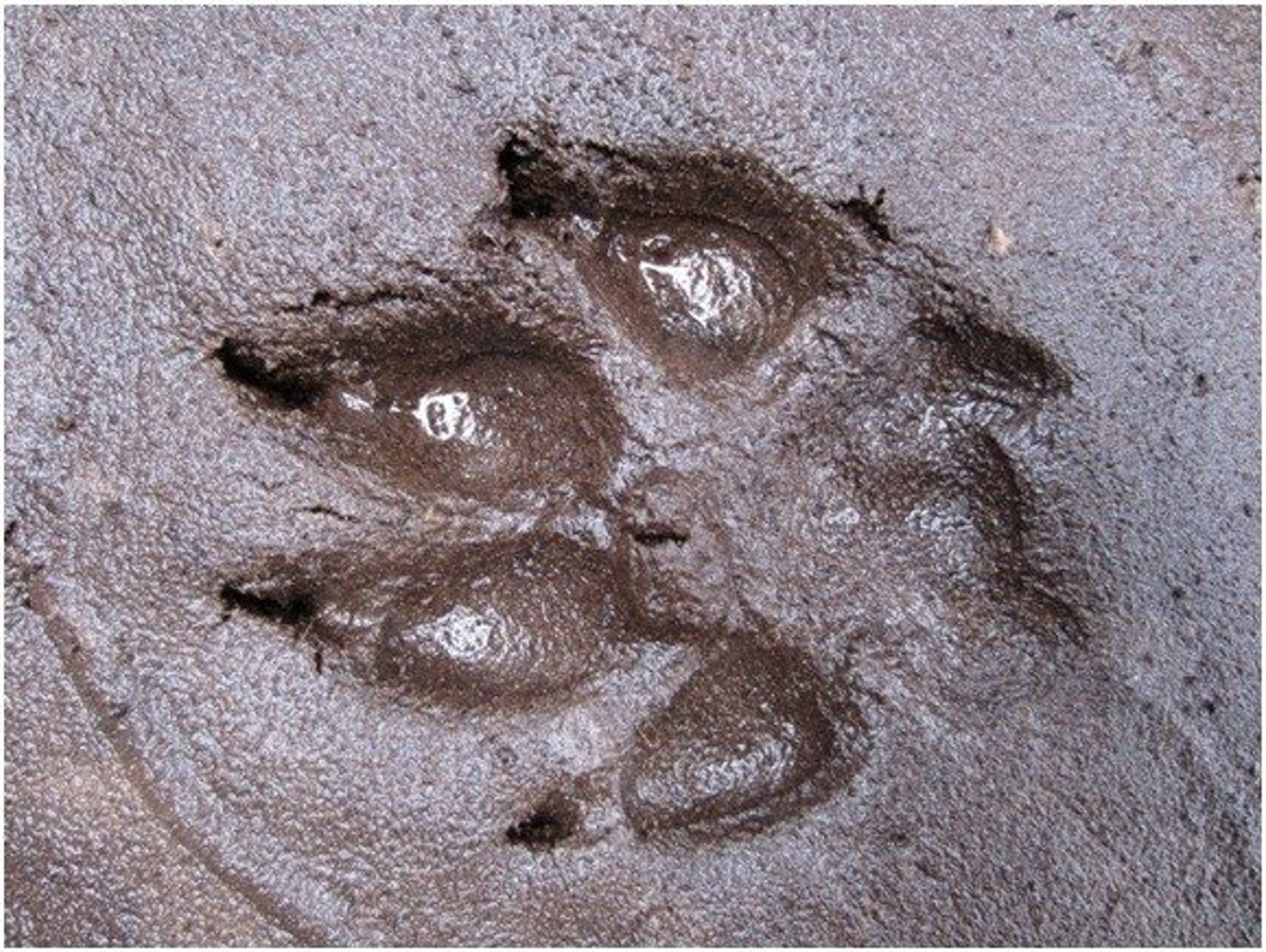 Neįprastas nuotykis: kaip aš pelkėje vilką gaudžiau - Delfi grynas