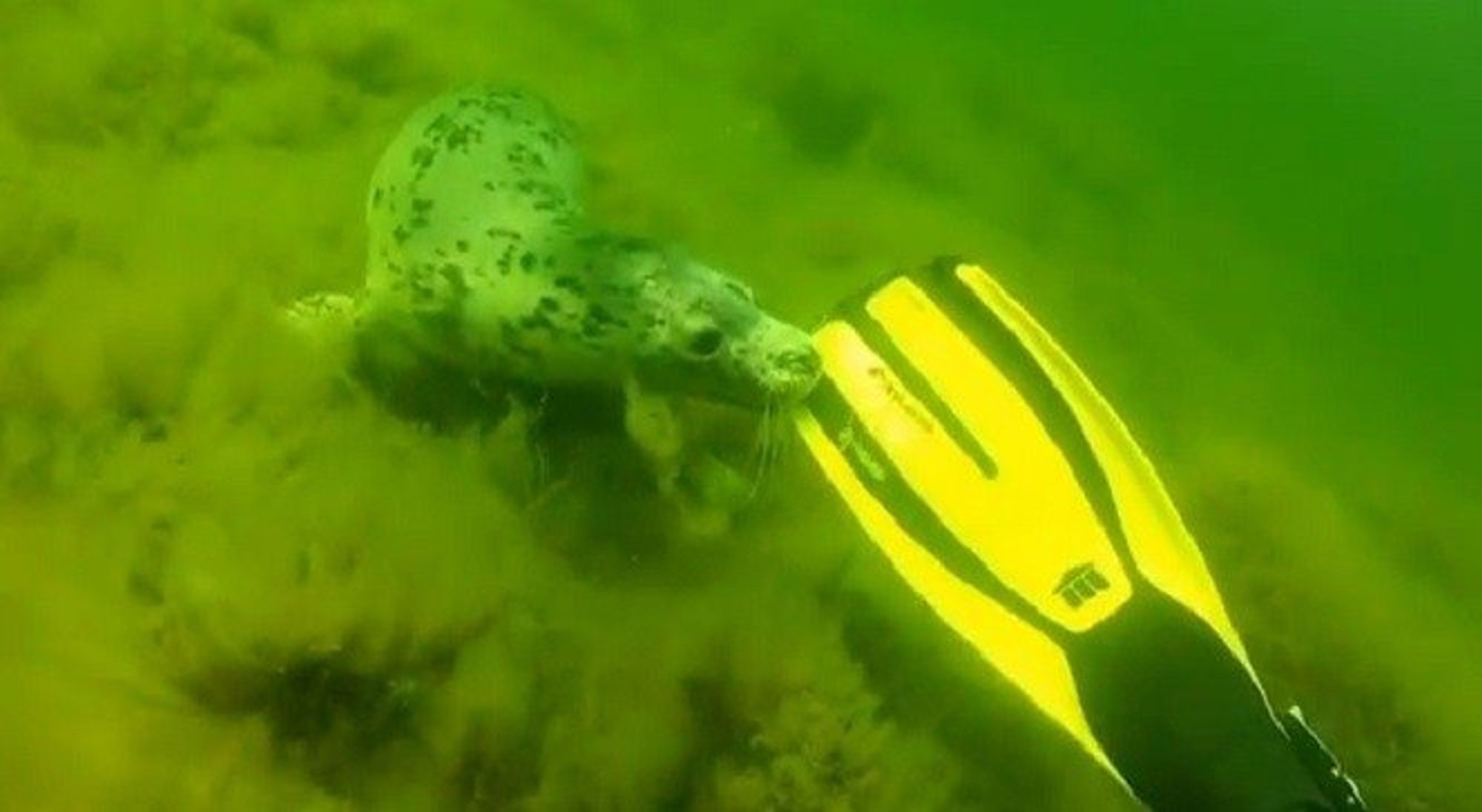 Nardymas Estijoje tarp išdykėlių ruonių - Delfi grynas