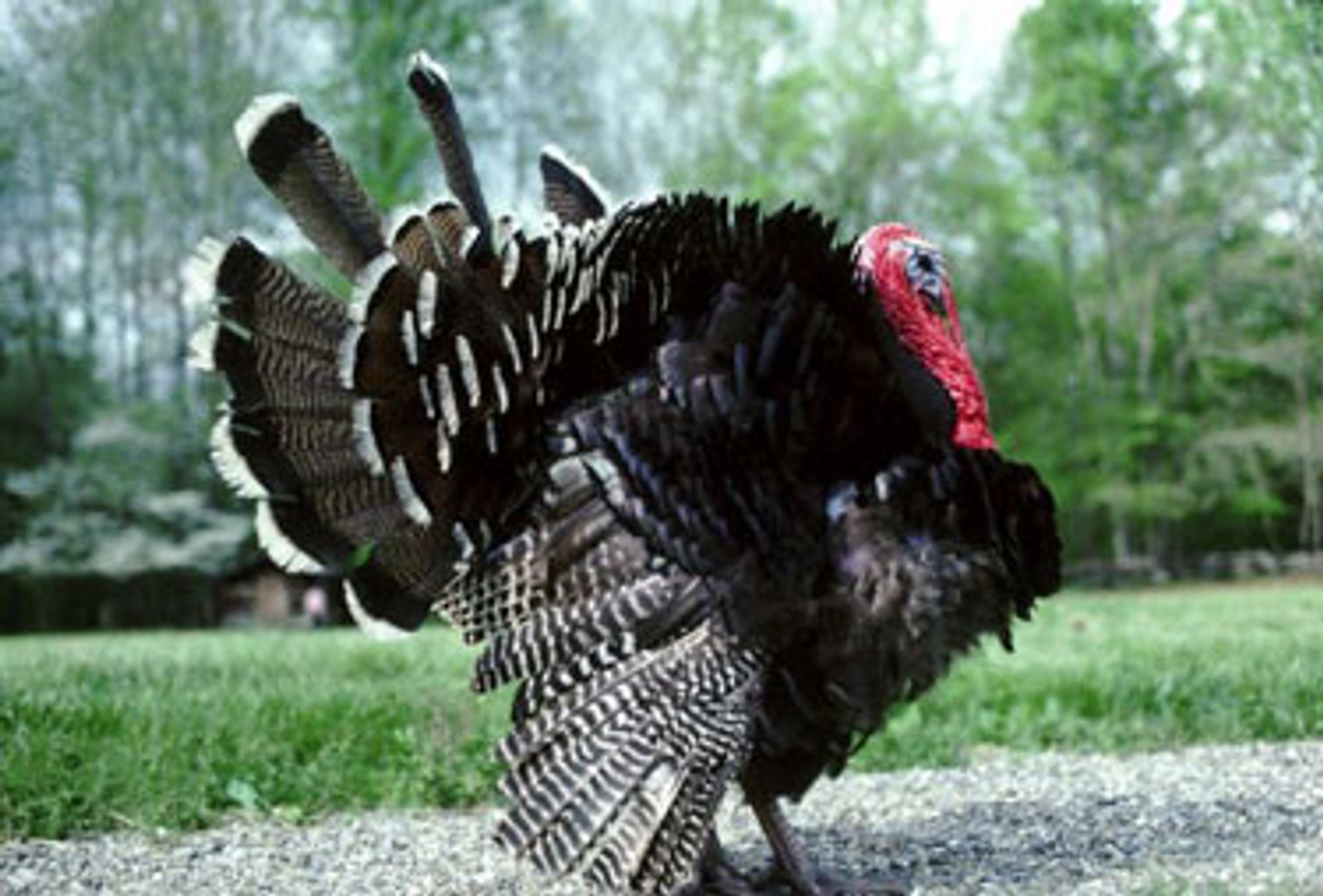 Prancūzijoje nuo paukščių gripo gaišta kalakutai - Delfi sveikata