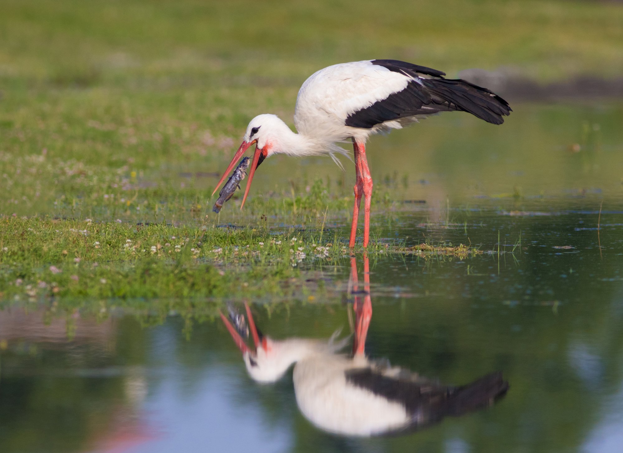 Vilniaus rajone nustatytas paukščių gripo viruso atvejis - Delfi agro
