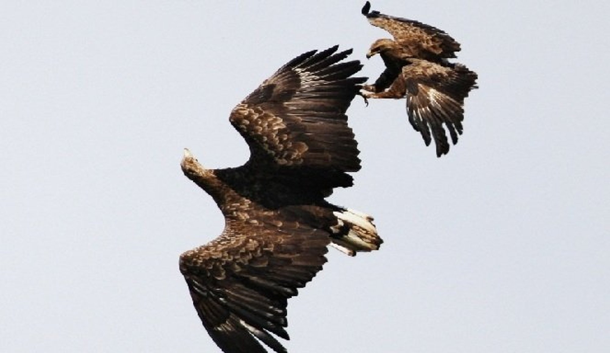 Lietuvoje gyvena penktadalis Europos mažųjų erelių rėksnių - Delfi grynas
