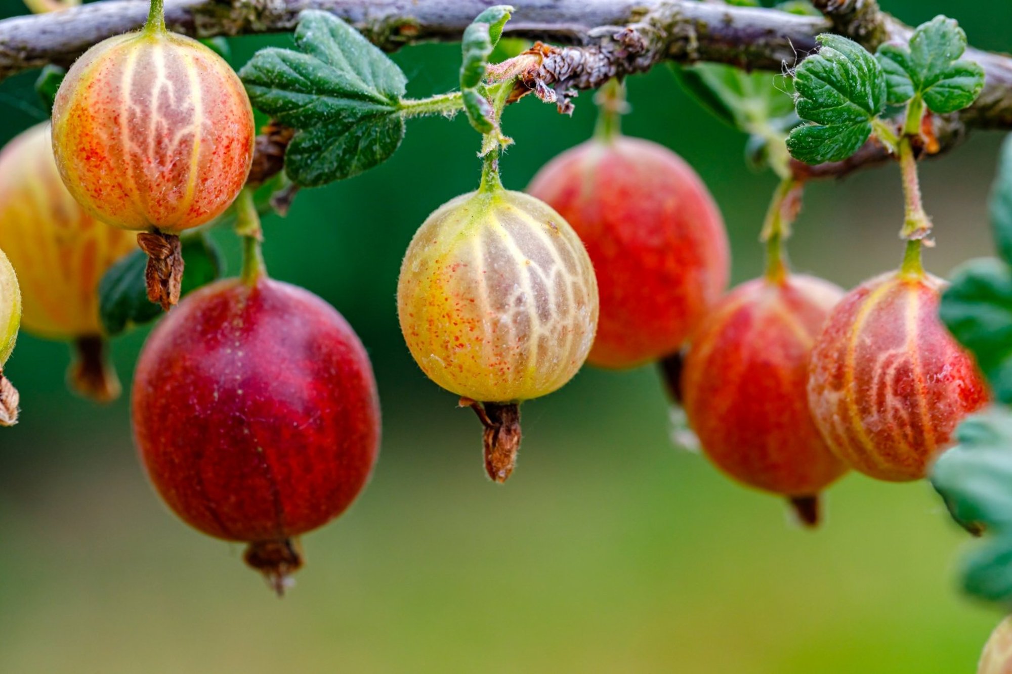 Agrastų sodinimas. Kaip parinkti vietą ir paruošti žemę - Delfi agro
