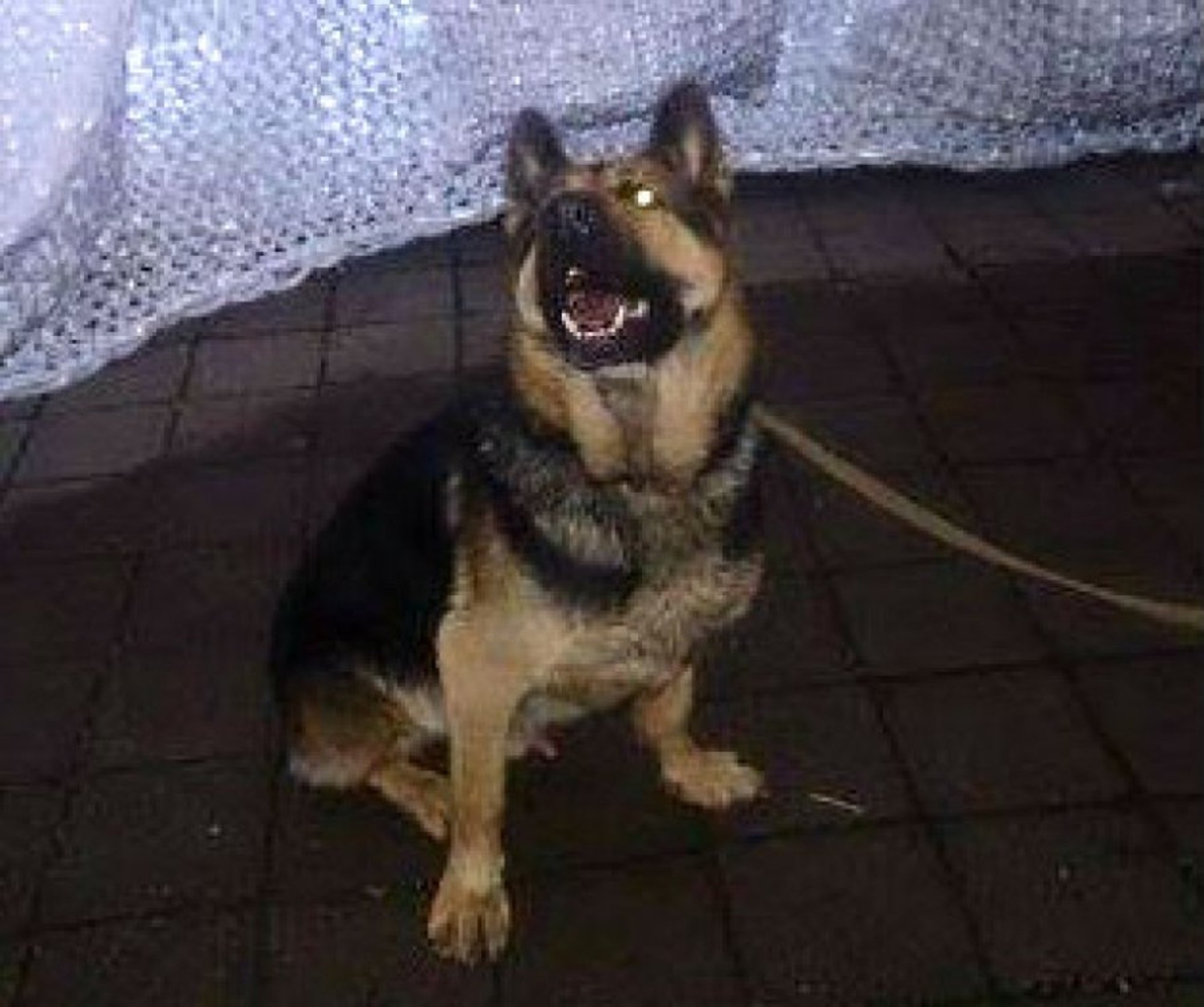 Priglaustas jaunas vilkšunis ieško atsakingų šeimininkų - Delfi pilietis