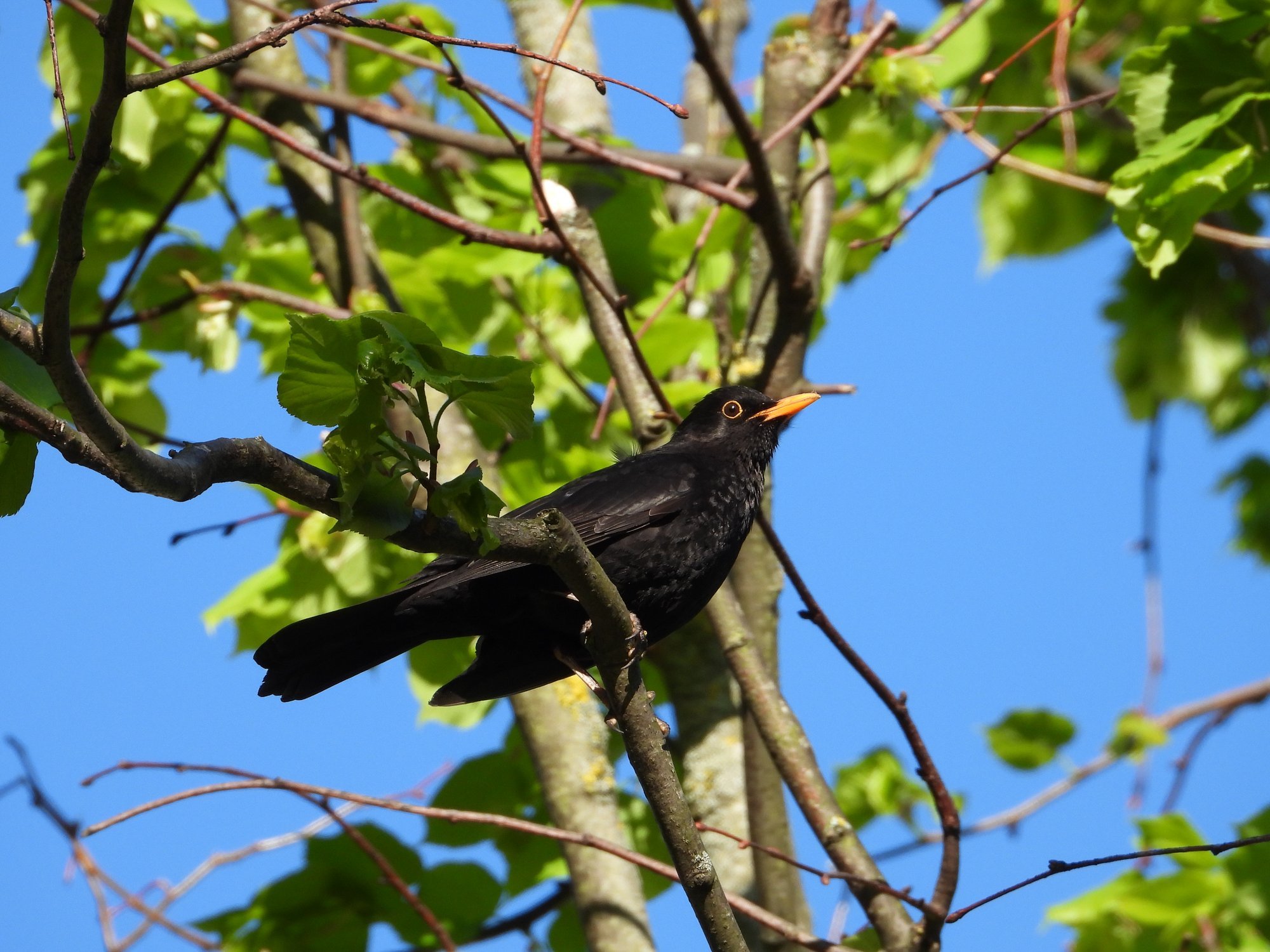 Paukštis, kurio giesmės mus keri ne tik naktimis gamtoje, bet ir dieną ...