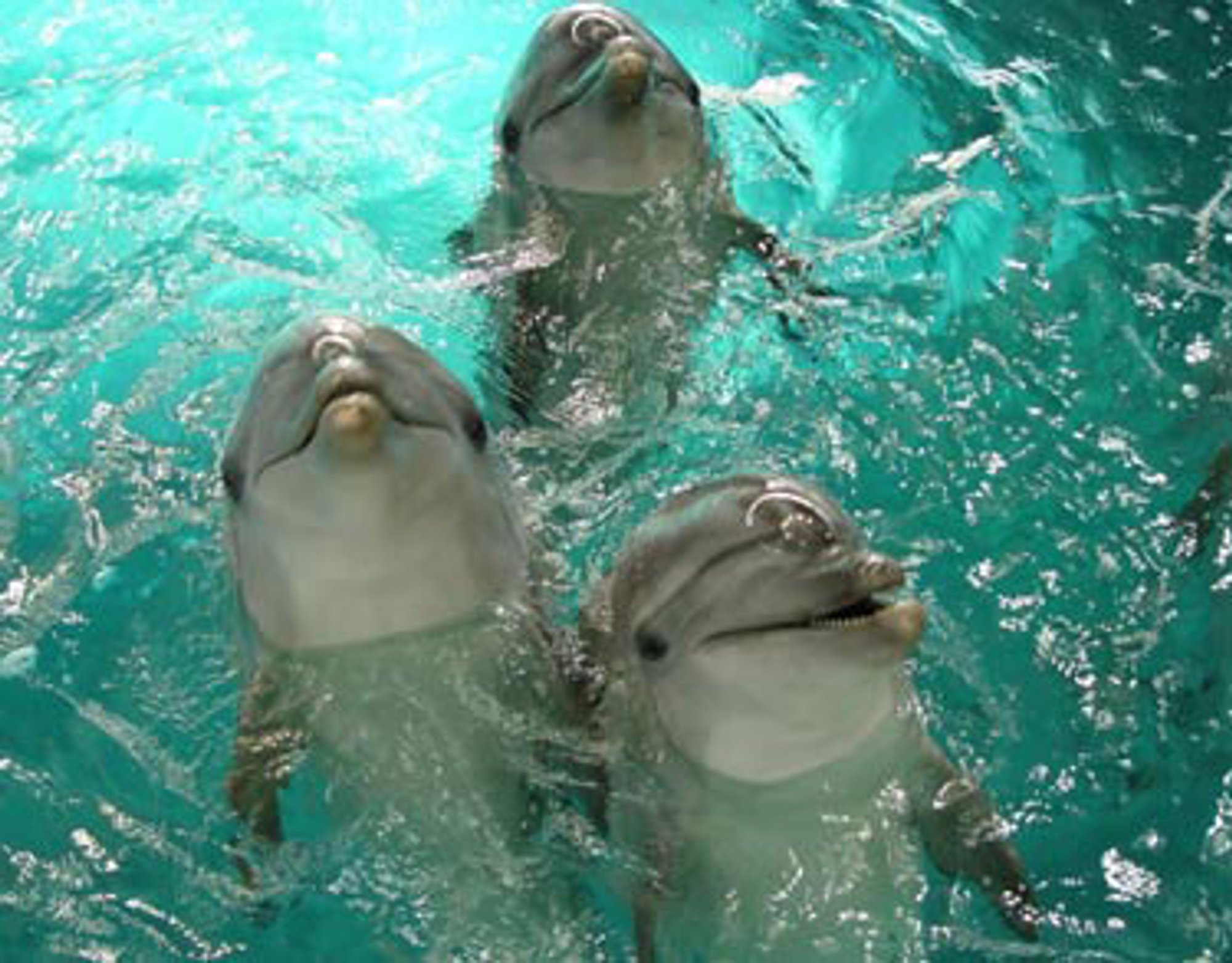 Klaipėdos delfinariumas švenčia dešimtmetį - Delfi kultūra