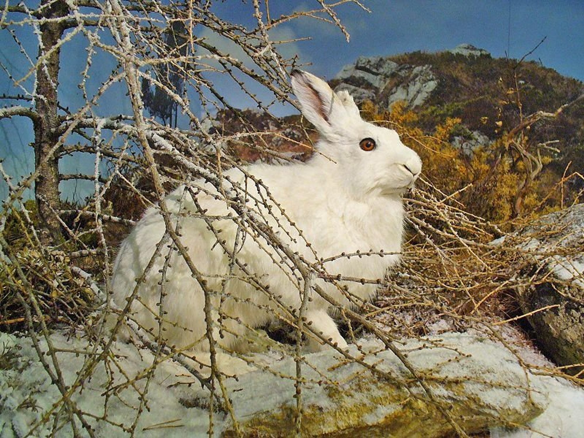 Lietuvos bioįvairovė. Baltasis kiškis - Delfi grynas