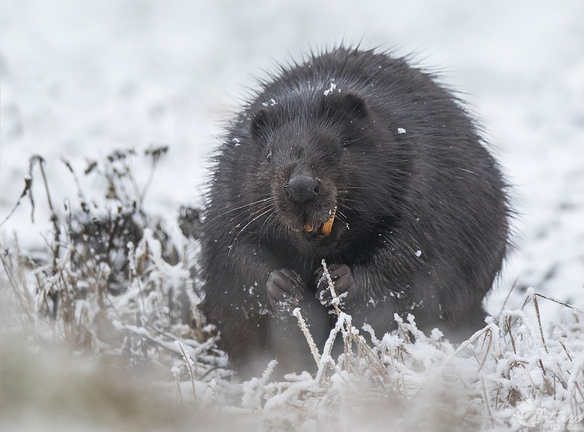 Miškininkai nufilmavo, kaip bebrai stato užtvankas - Delfi agro