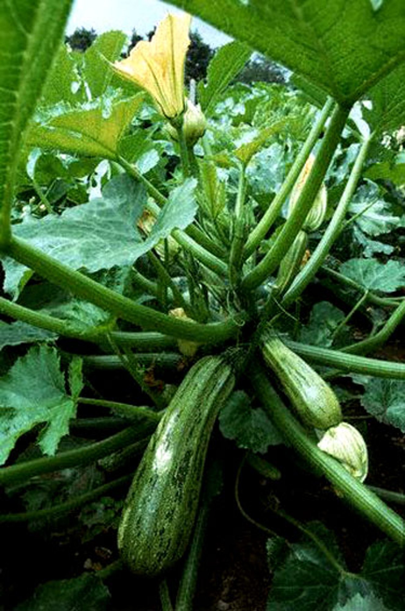 Kepti aguročiai su grybais ir pomidorais - Delfi gyvenimas