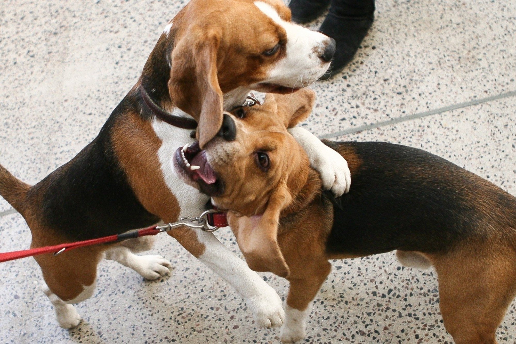 Bigliai – medžiokliniai šunys, apdovanoti išskirtiniu balsu - Delfi grynas