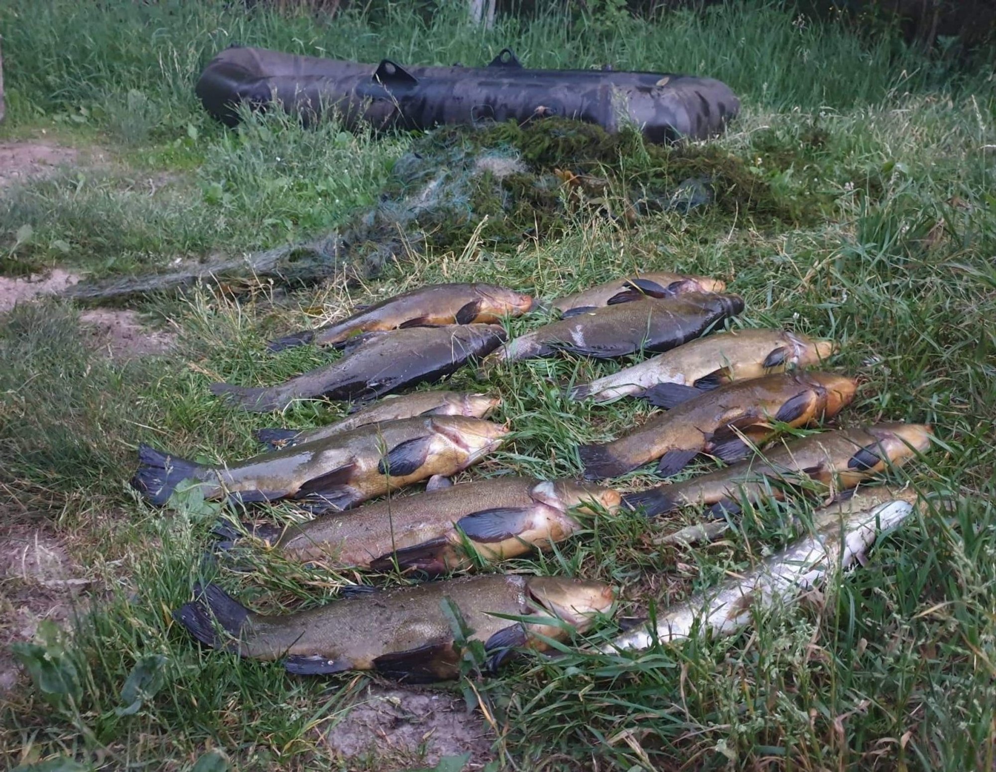 Konfiskuotas gausus brakonieriaus laimikis – 12 lynų ir lydeka - Kablys.lt