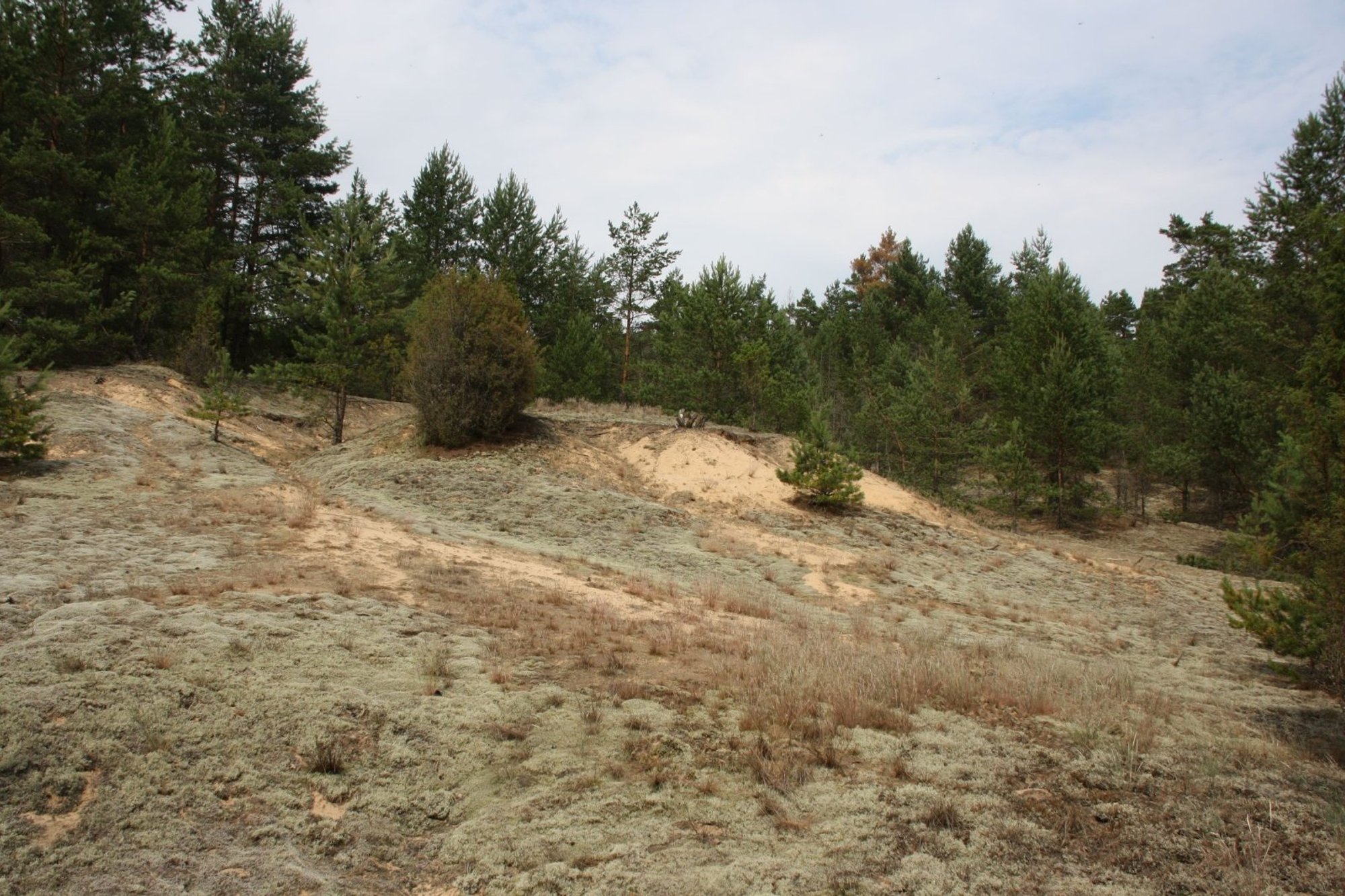 Dzūkijos kraštovaizdį praturtins atvertos žemyninės kopos: taps nauju ...