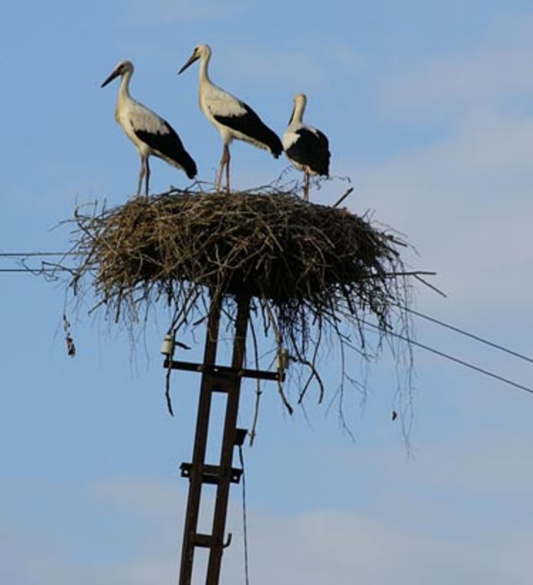 Gandrų gelbėtojai gali likti be vandens - Delfi mokslas