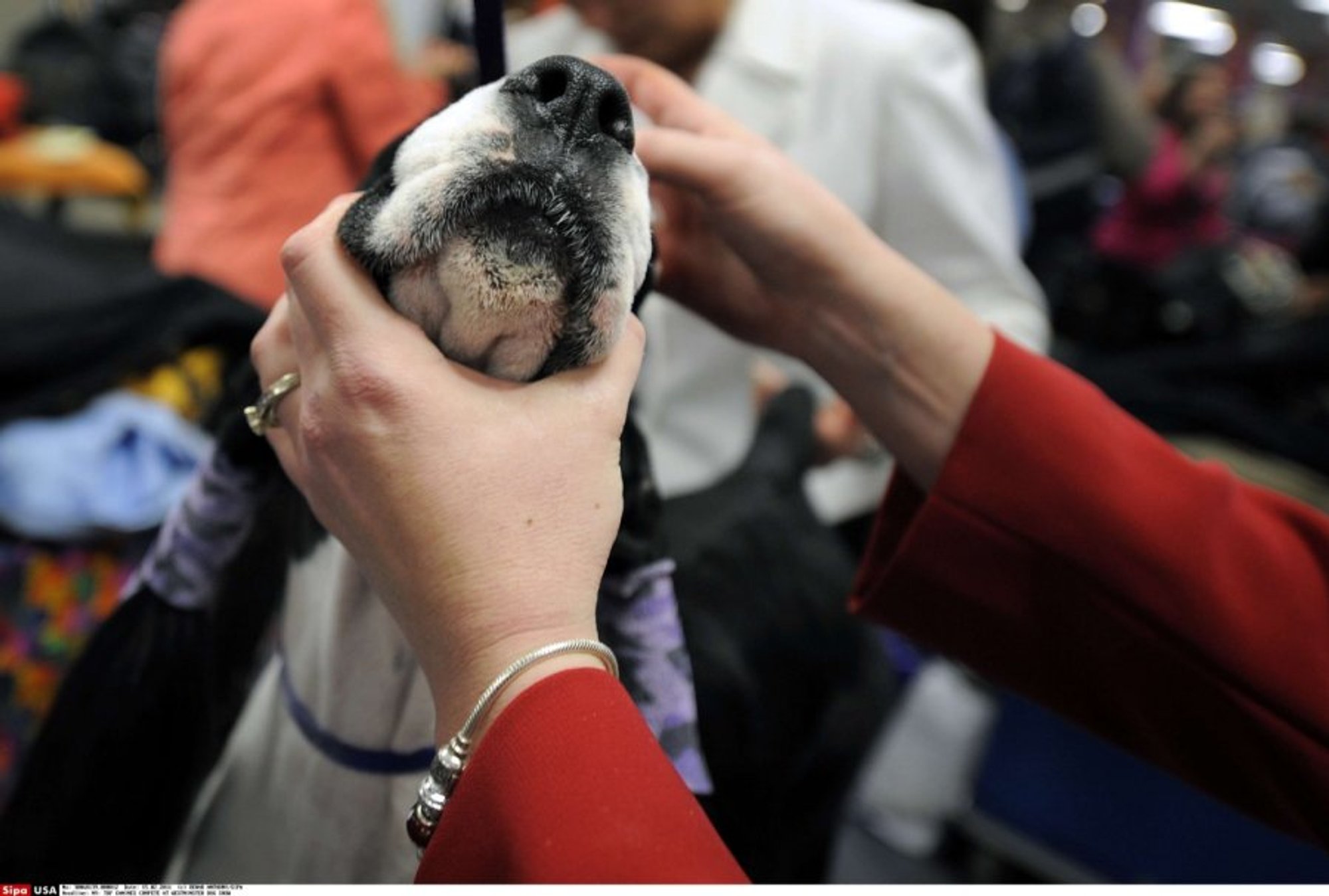 Kaip prižiūrėti šuns dantis - Delfi grynas