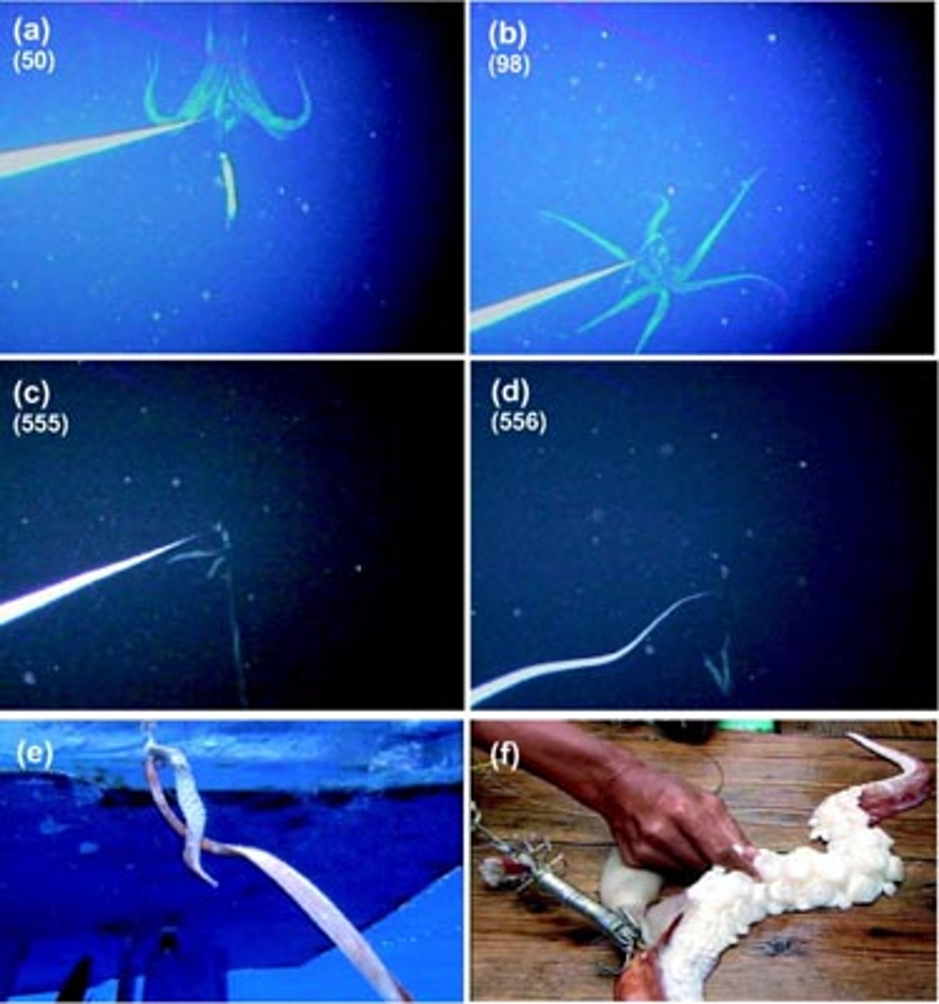 Pirmą kartą nufotografuotas gyvas gigantiškas kalmaras - Delfi mokslas