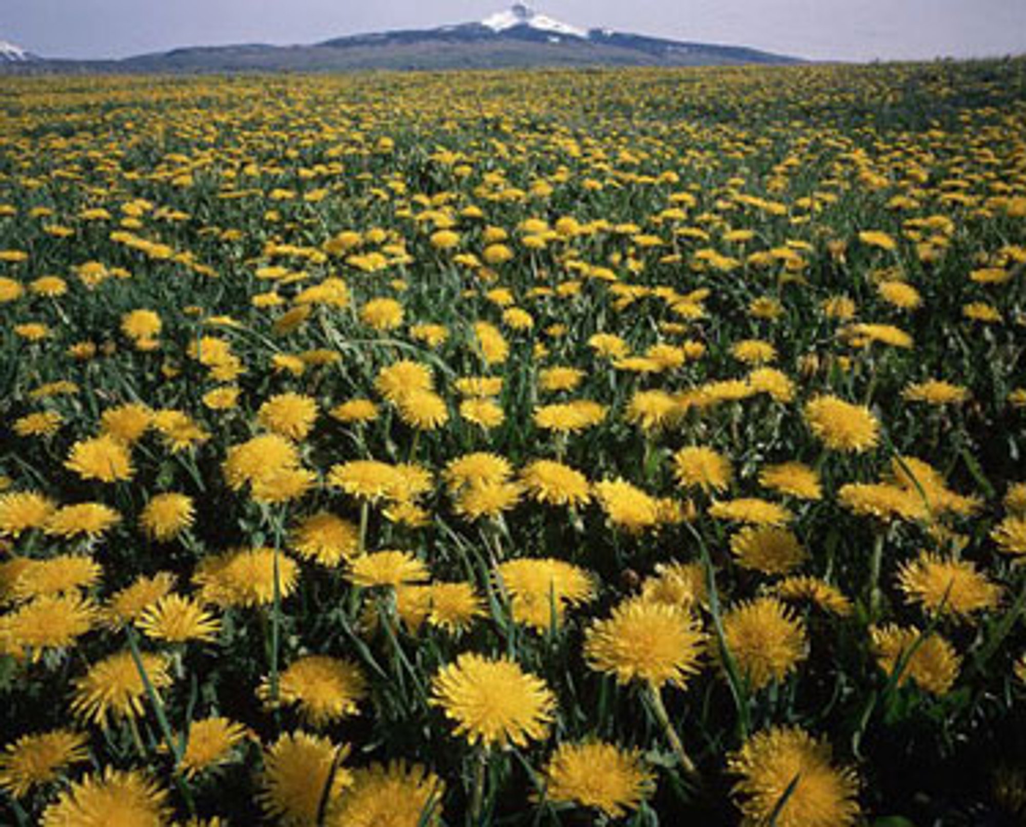 Pienių vynas – romantikams - Delfi gyvenimas