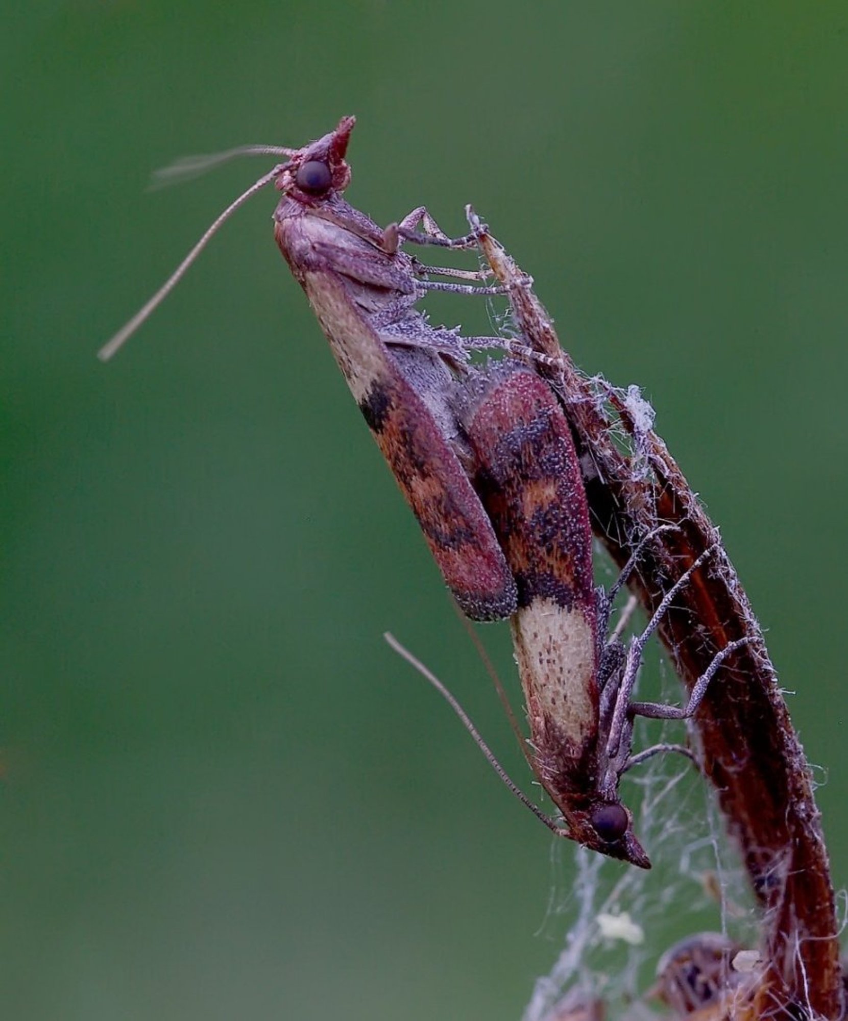 Namuose rado neįprastų kenkėjų: užmušti palieka keistų dulkių - Delfi ...