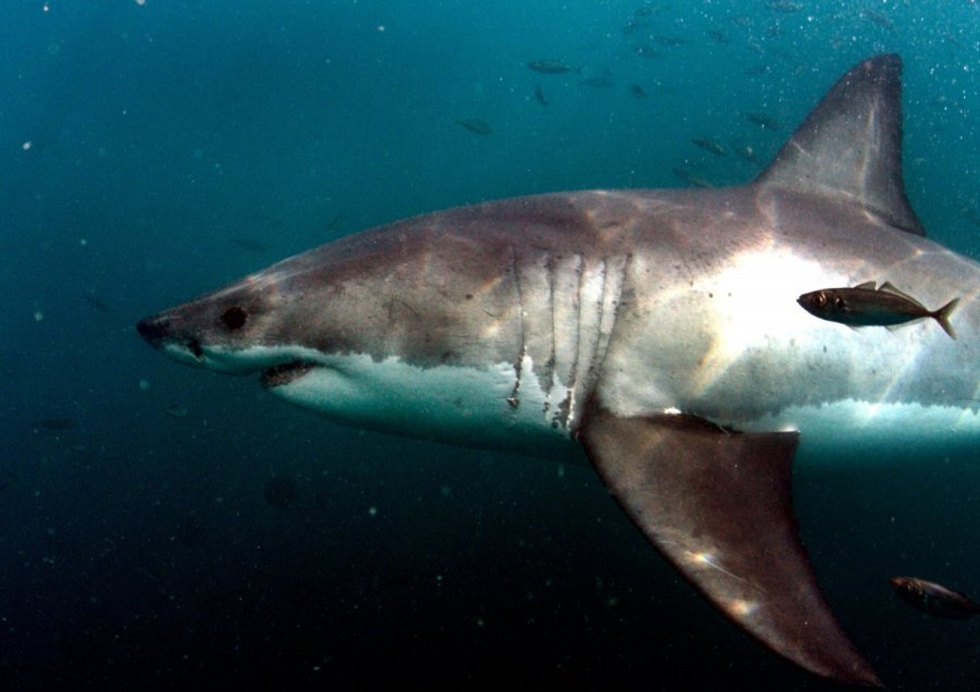 Bahamose rykliai mirtinai sudraskė jauną amerikietę - Delfi