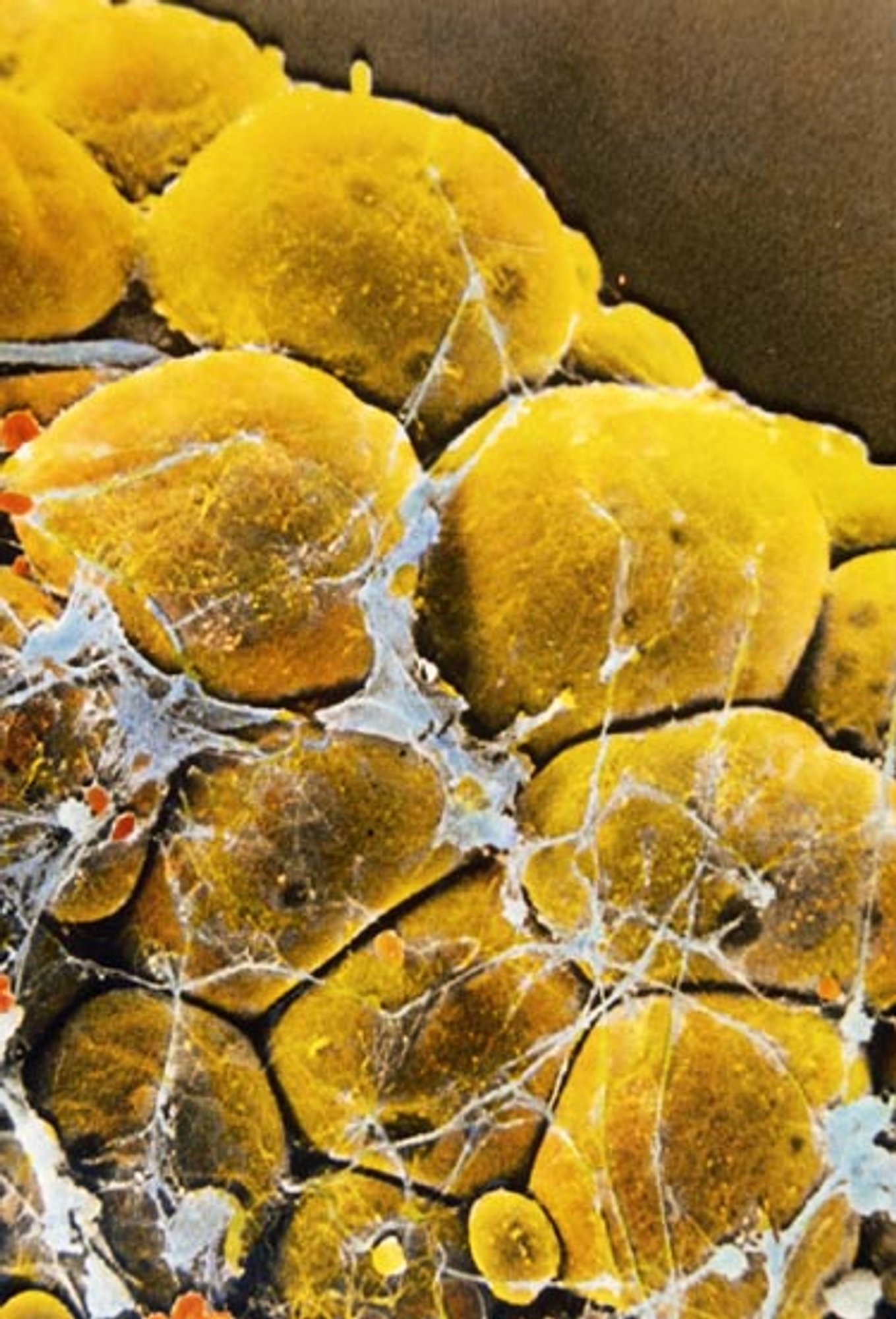 Biodyzelinui - gyvuliniai riebalai - Delfi verslas