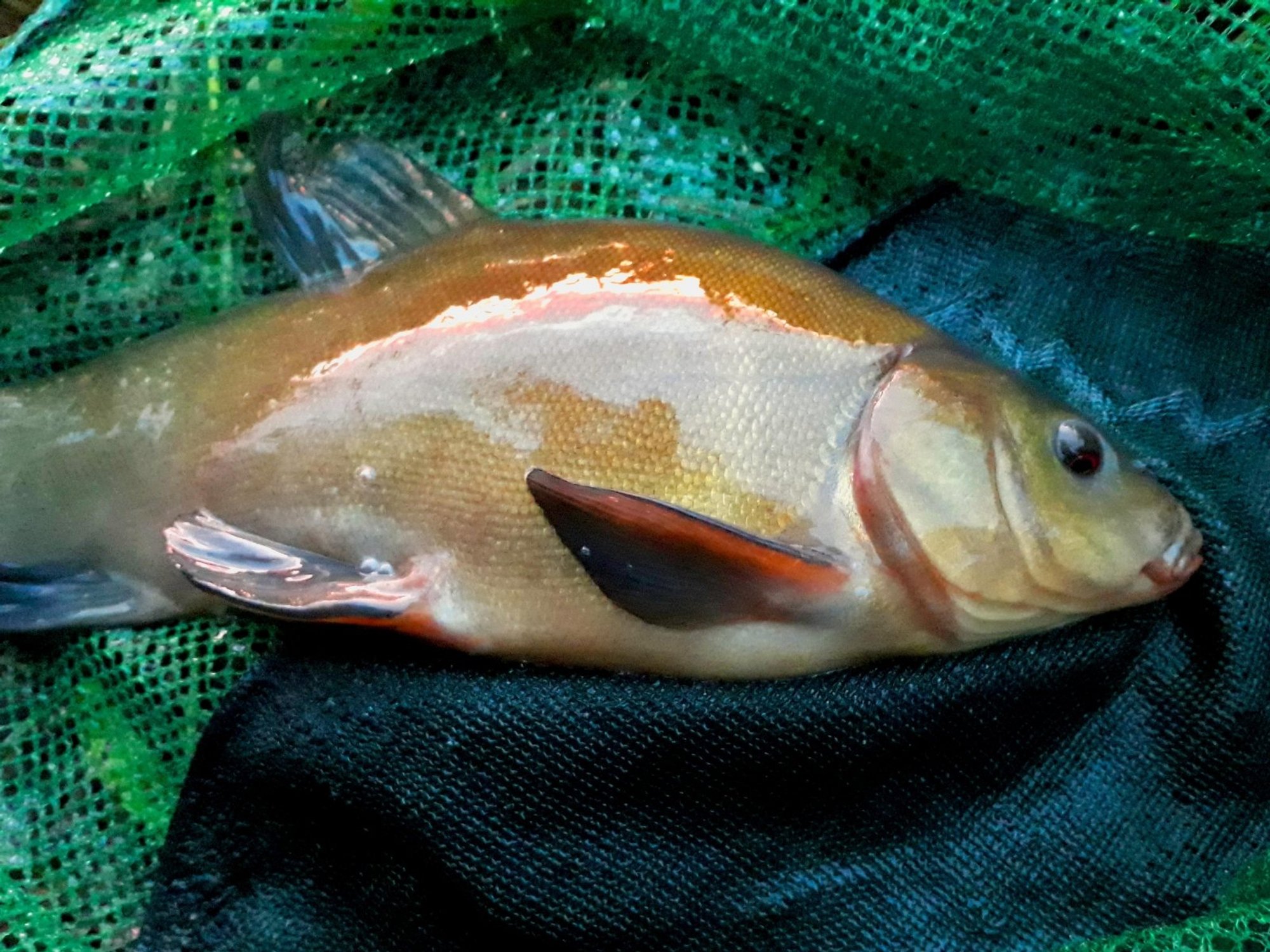 Lynai ir komercinei žūklei skirti tvenkiniai - Kablys.lt